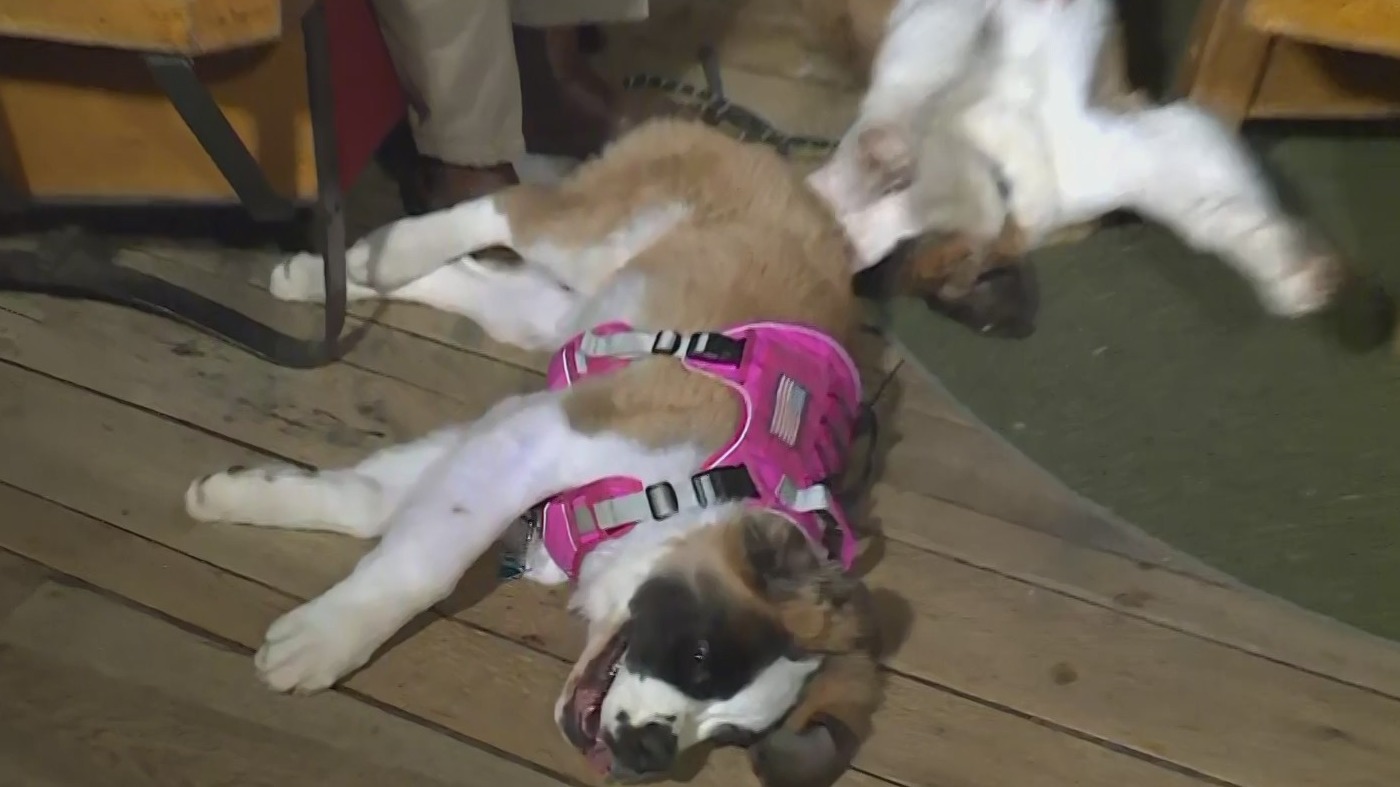 Kohr Explores: St. Bernard pups at Timberline Lodge – KOIN.com