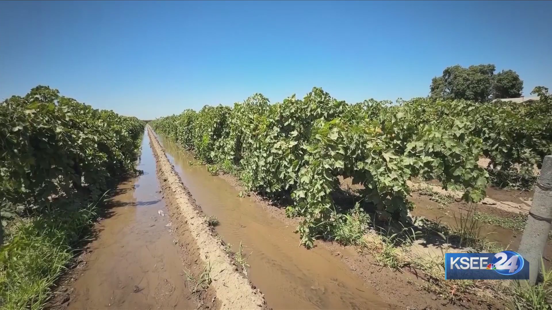 How will new 2026 laws impact the ag industry in the Central Valley ...