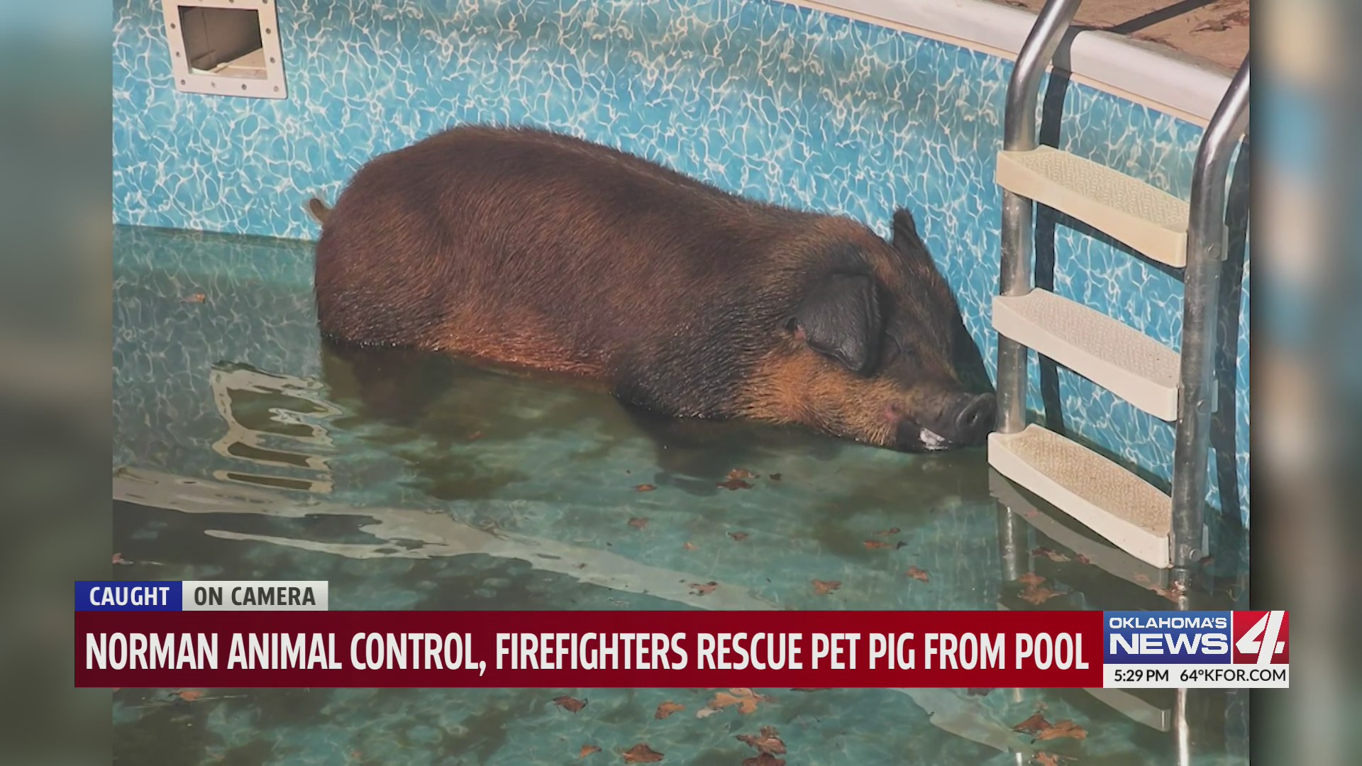 Norman Fire Department, Animal Welfare rescue pig from swimming pool ...