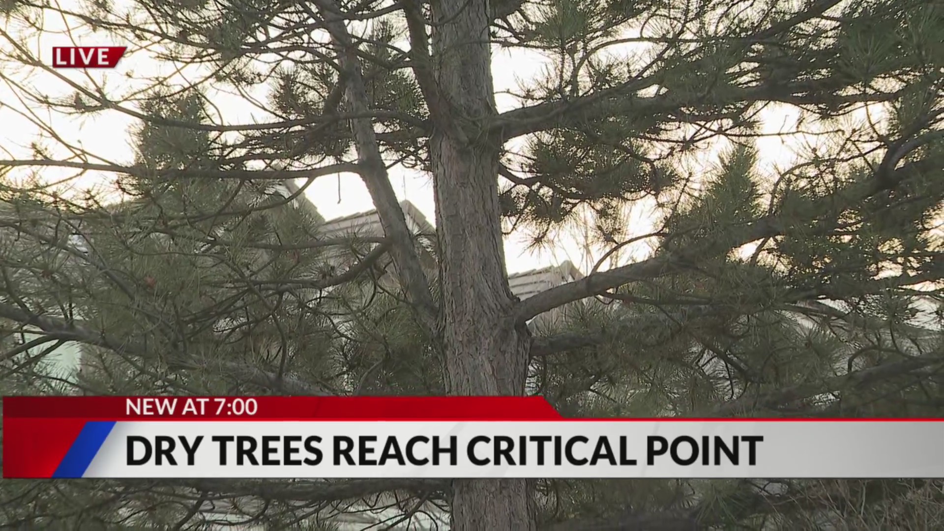 Dry trees reach critical point – FOX31 Denver