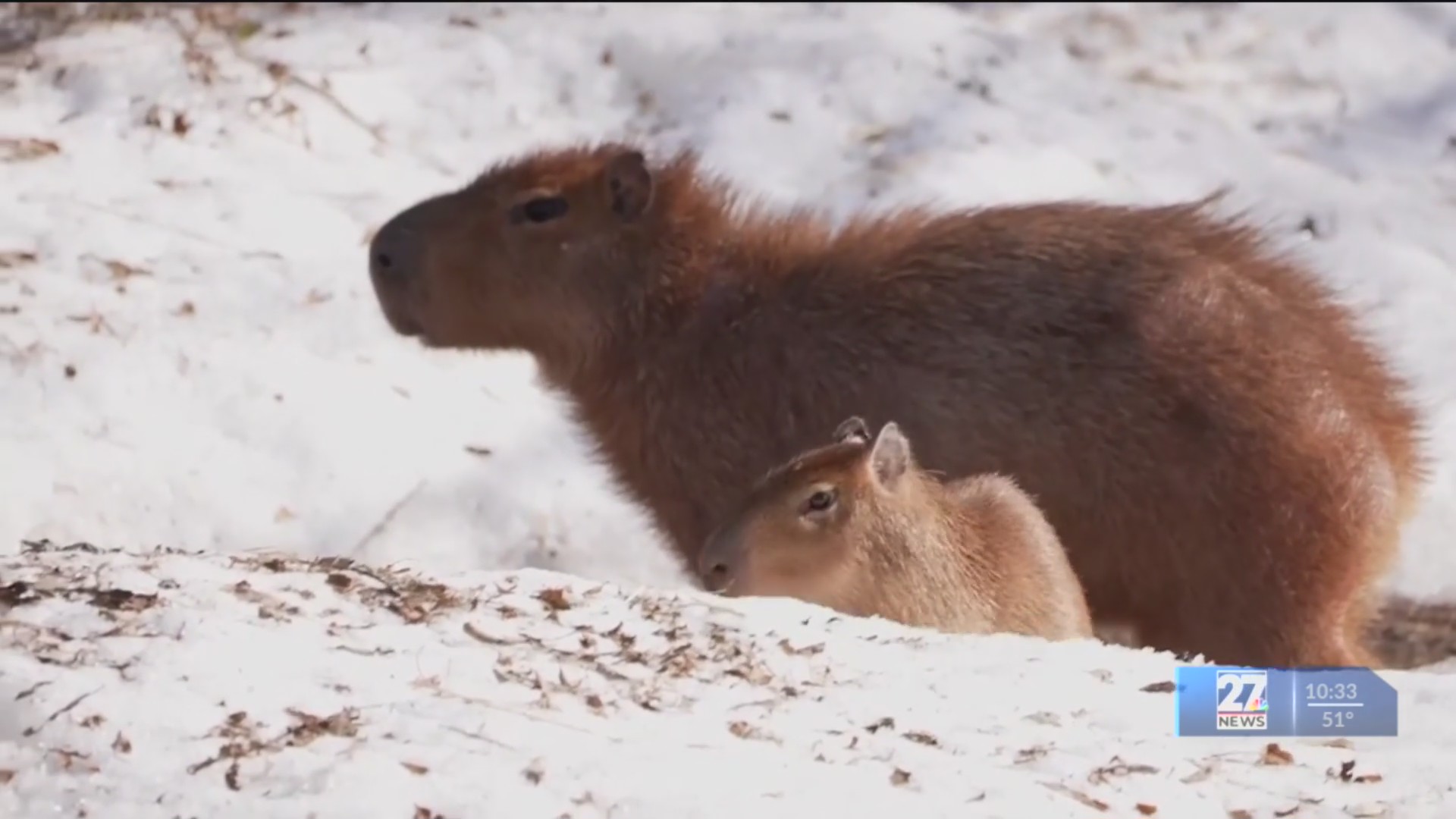 Capybaras let out into the snow – and their reaction is priceless ...