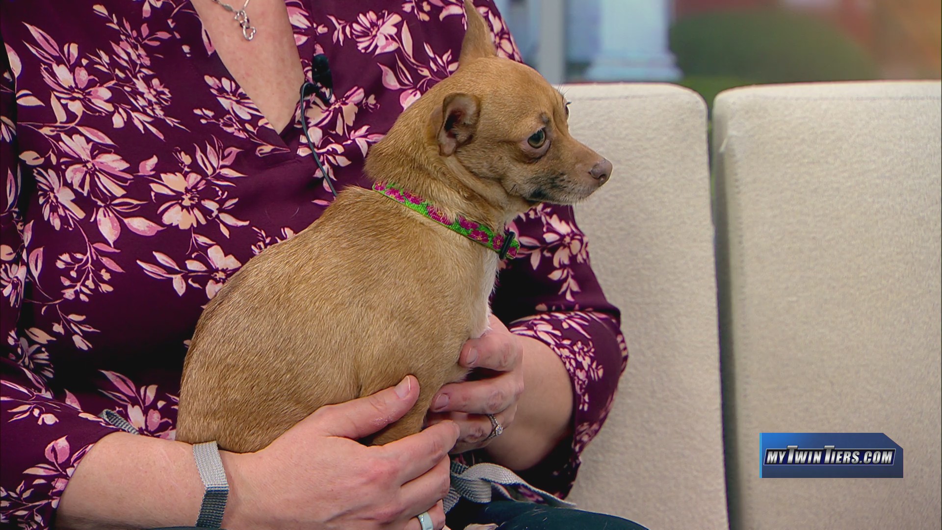 Pet of the Week: Sienna, Pawz & Purrz – WETM – MyTwinTiers.com