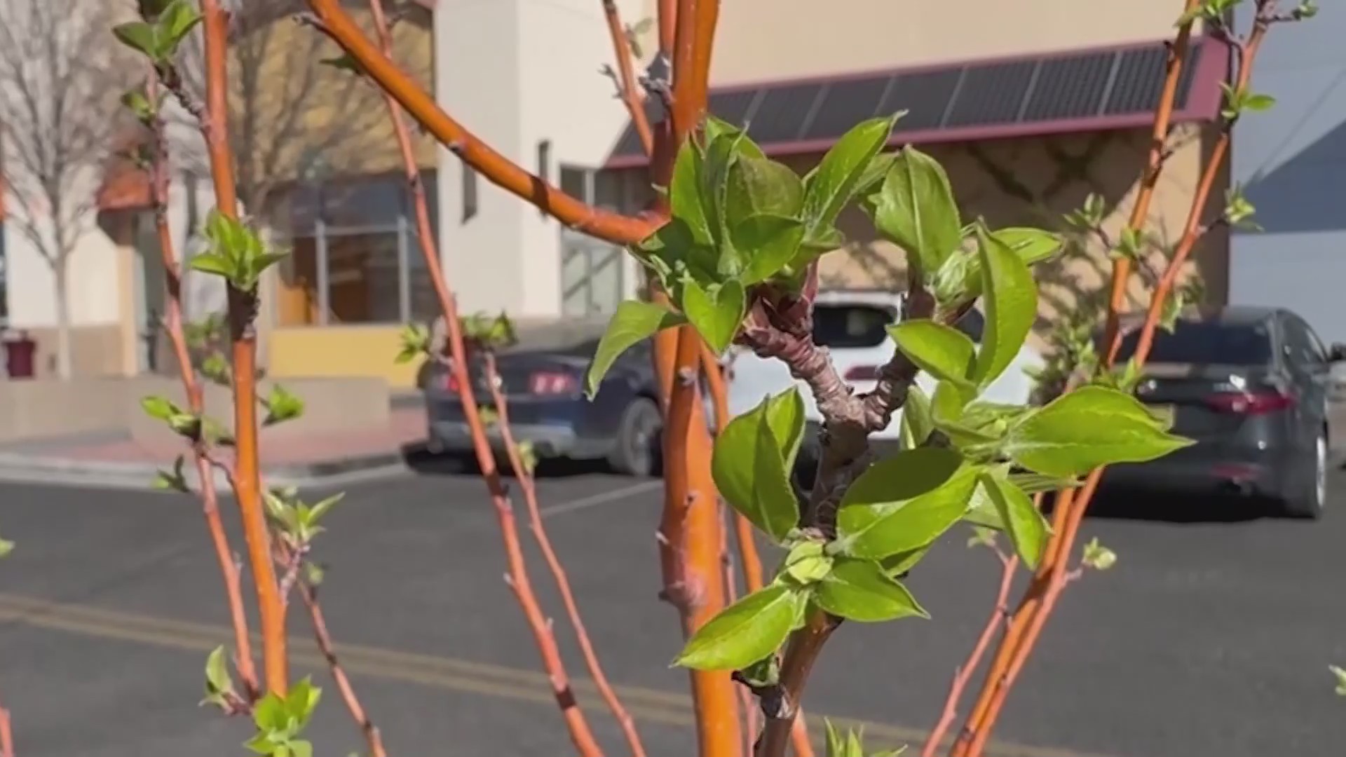 What does an early bloom mean for Albuquerque plants and trees? – KRQE ...