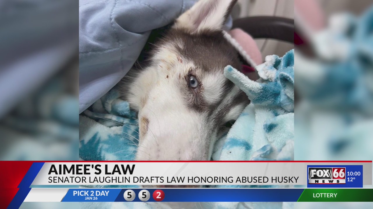 PA senator introduces ‘Aimee’s Law’ following death of husky in Erie ...
