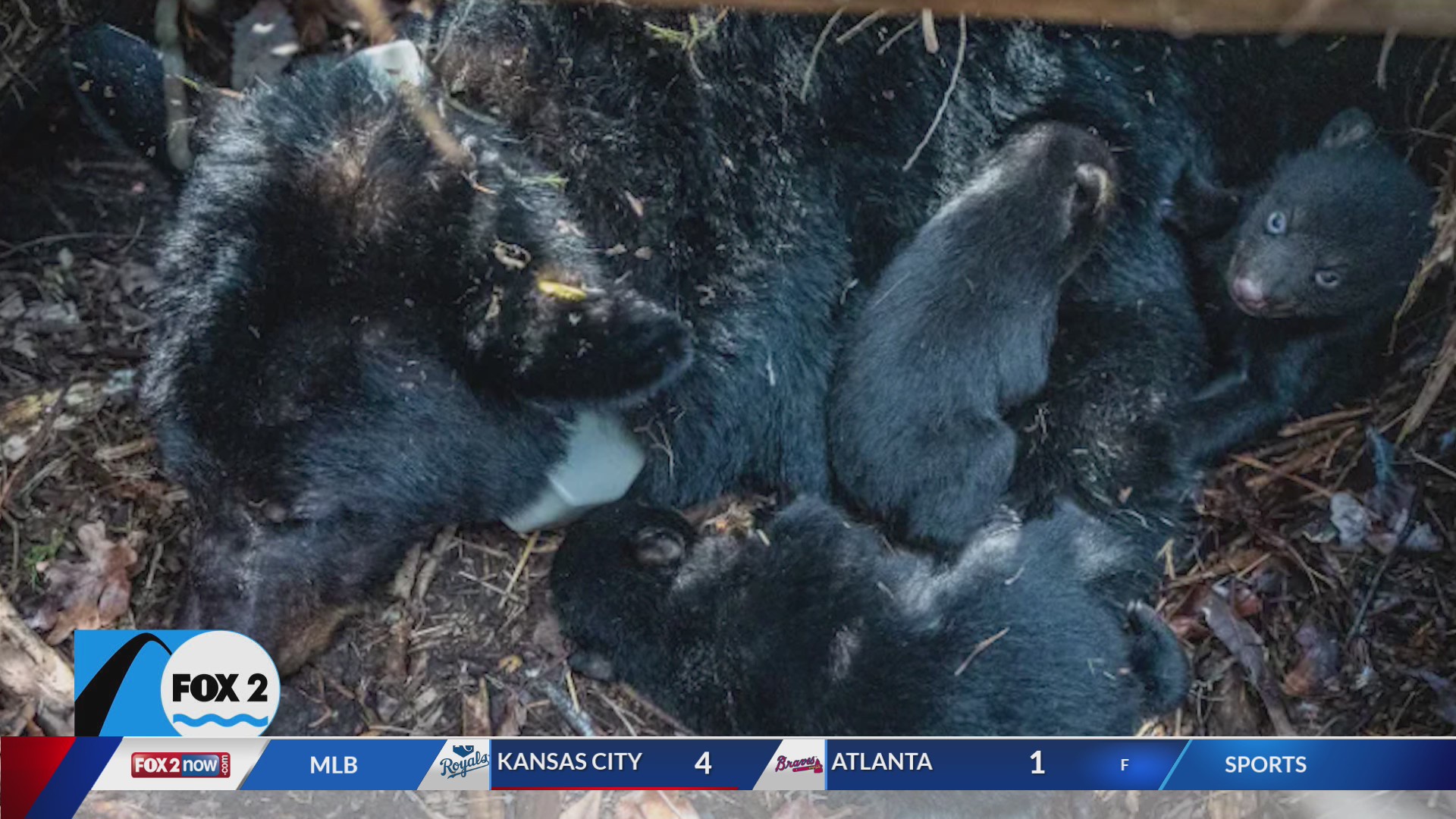 Trending Topics: MDC giving rare look at black bears during winter ...