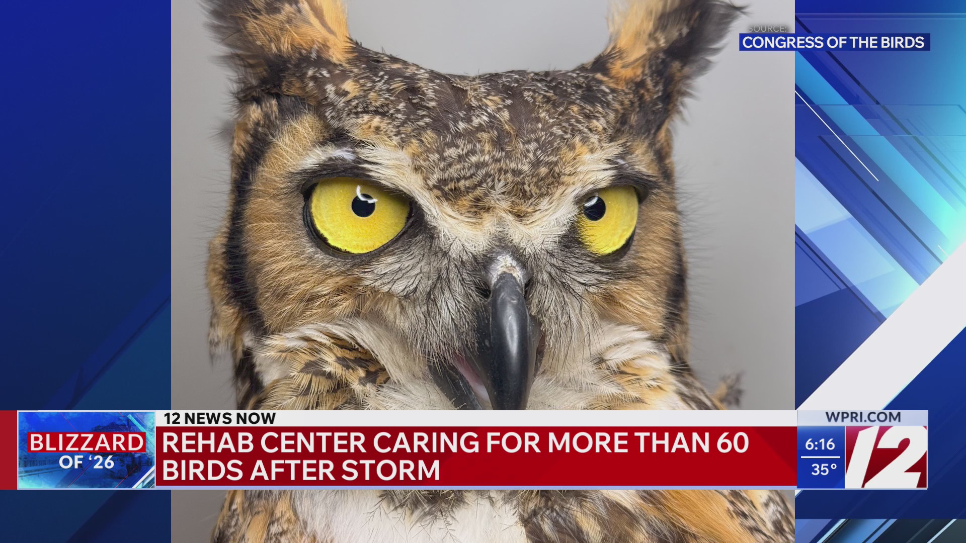Congress of the Birds reports dozens of new patients after Blizzard of ...