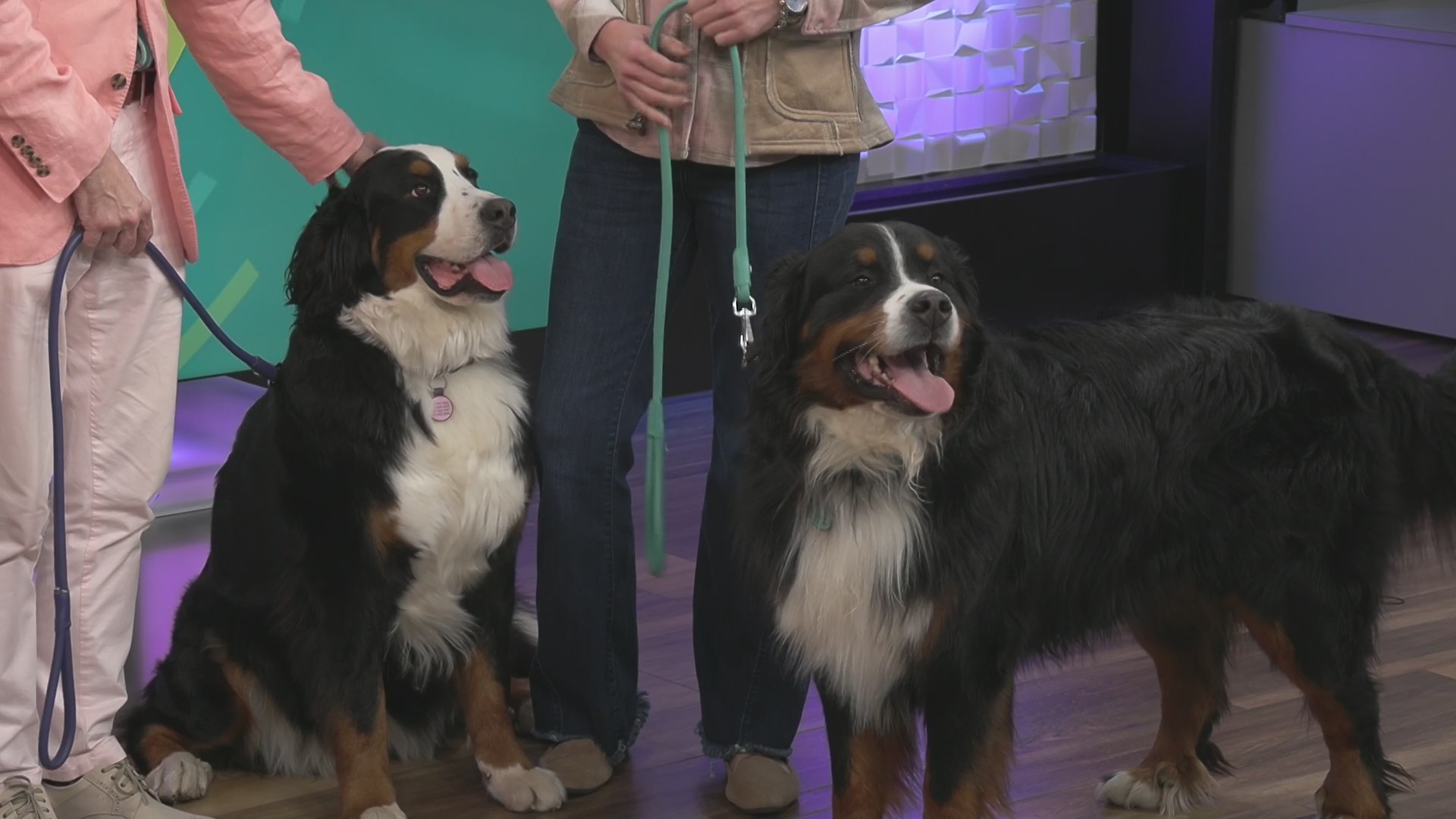 Side Kick Dog Training: National Train Your Dog Month & National Walk ...
