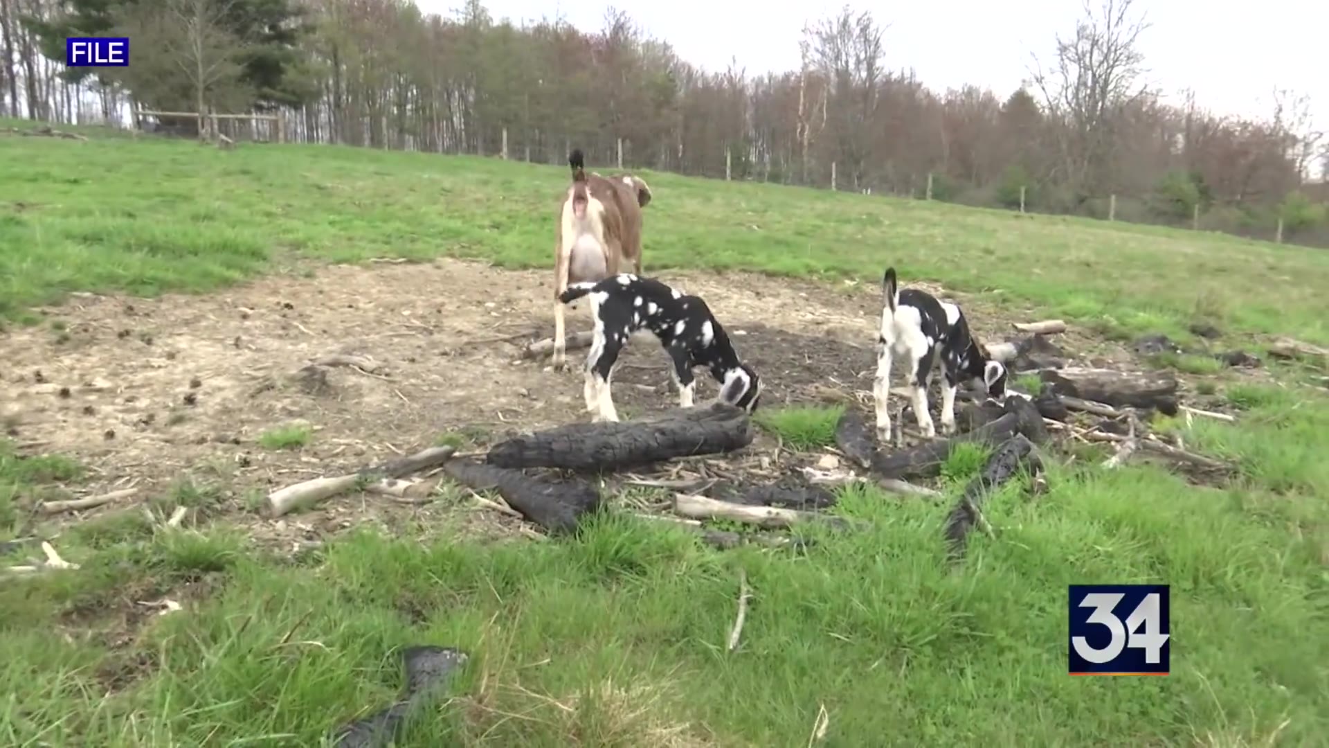 Food & Farm Showcase: Our 5 Acres Homestead – WIVT – News 34