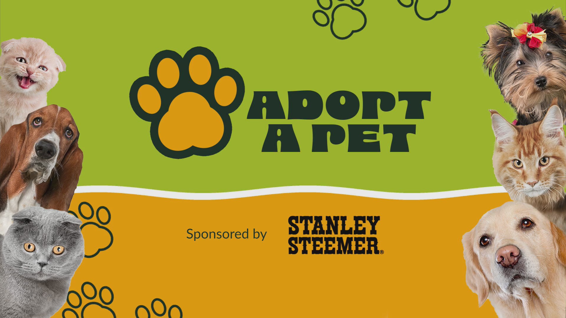 Adoptable Pets: Fiona | Nov. 21, 2025 | News 19 at 4:30 p.m. – WHNT.com