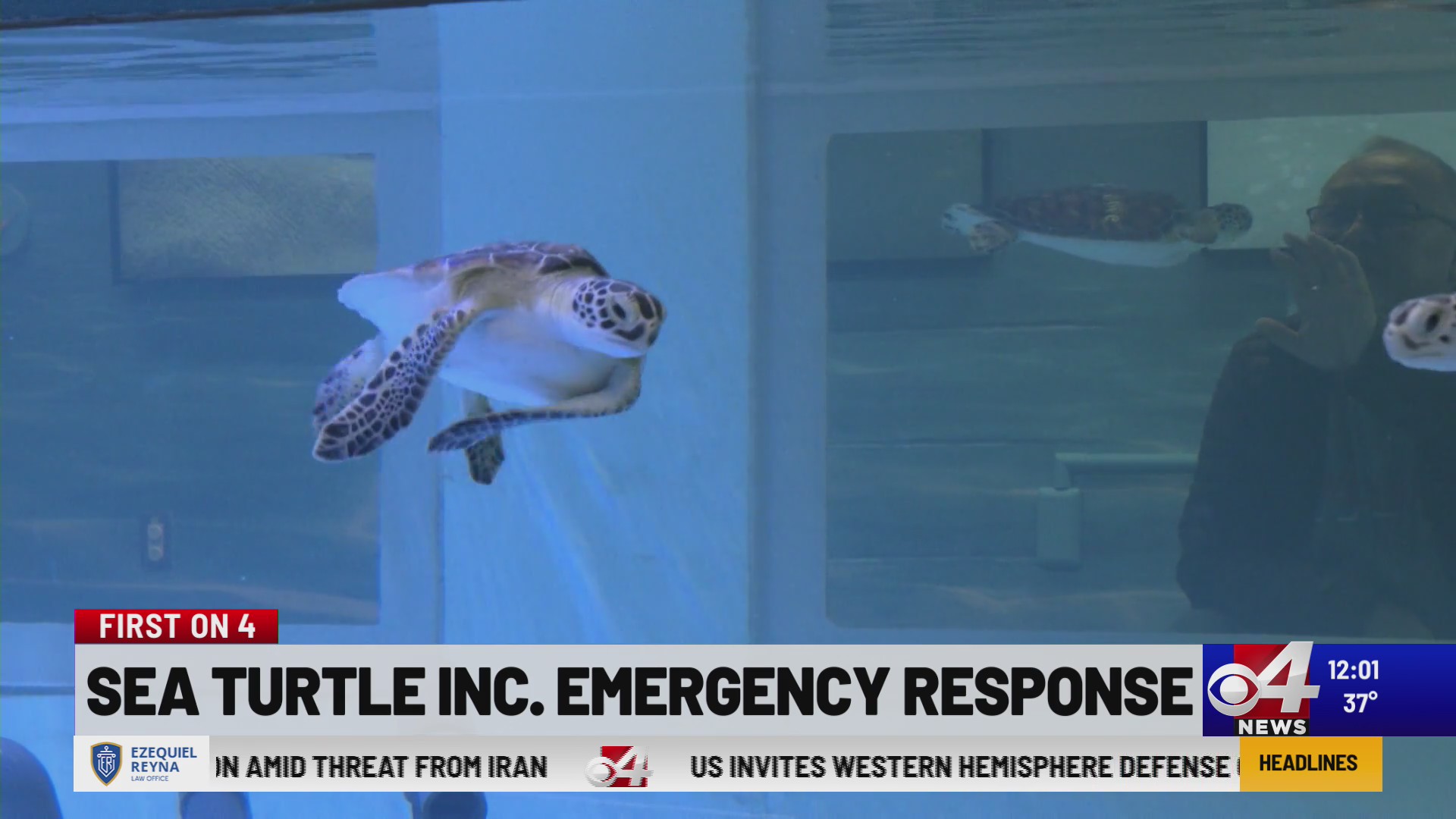 Sea Turtle Inc. emergency response for cold stunned turtles – KVEO-TV