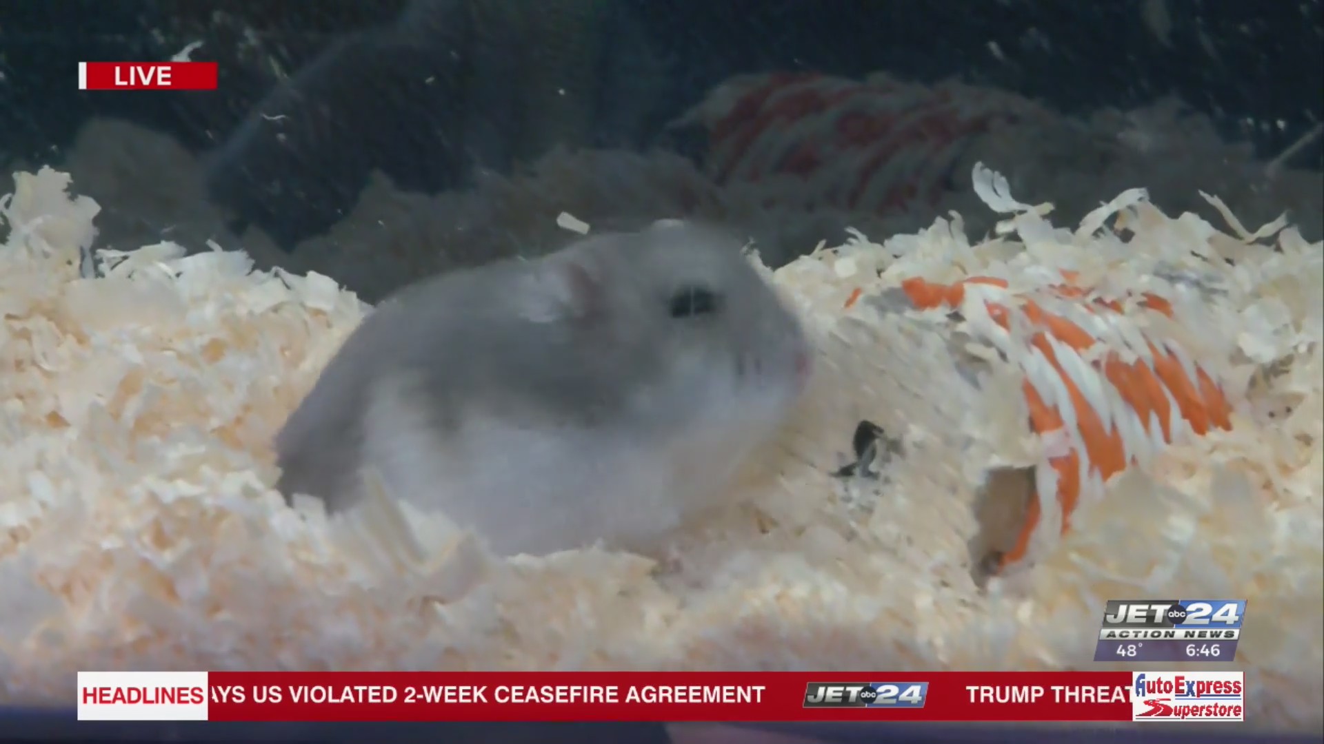 Wild Stuff: April 12 marks World Hamster Day – WJET/WFXP/YourErie.com
