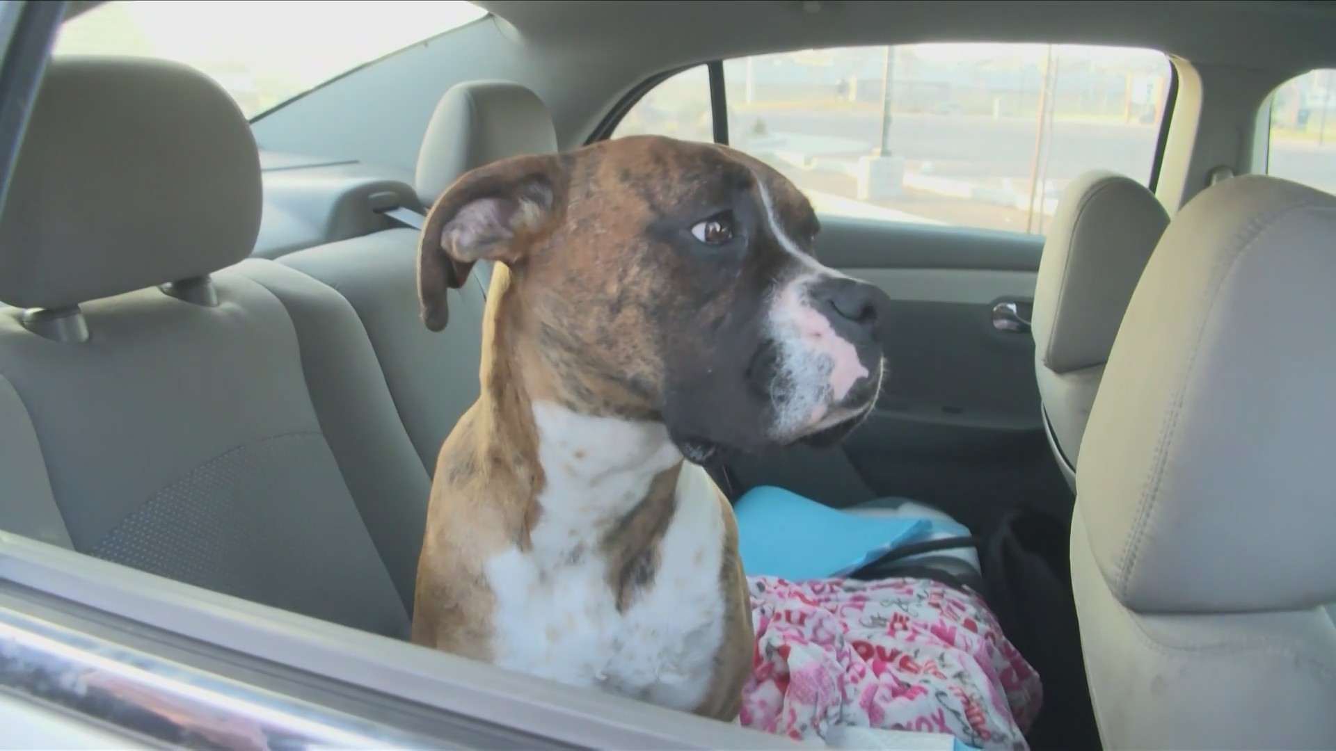 Community rallies to help dog severely beaten in Corcoran – CBS47 and ...