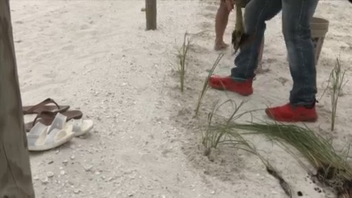 Sea oats planted to strengthen dunes and protect Mexico Beach ...