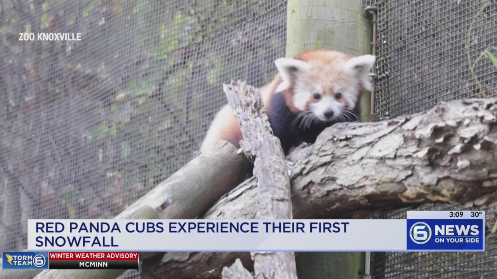 Red Panda cubs at Zoo Knoxville experience first snowfall – WATE 6 On ...