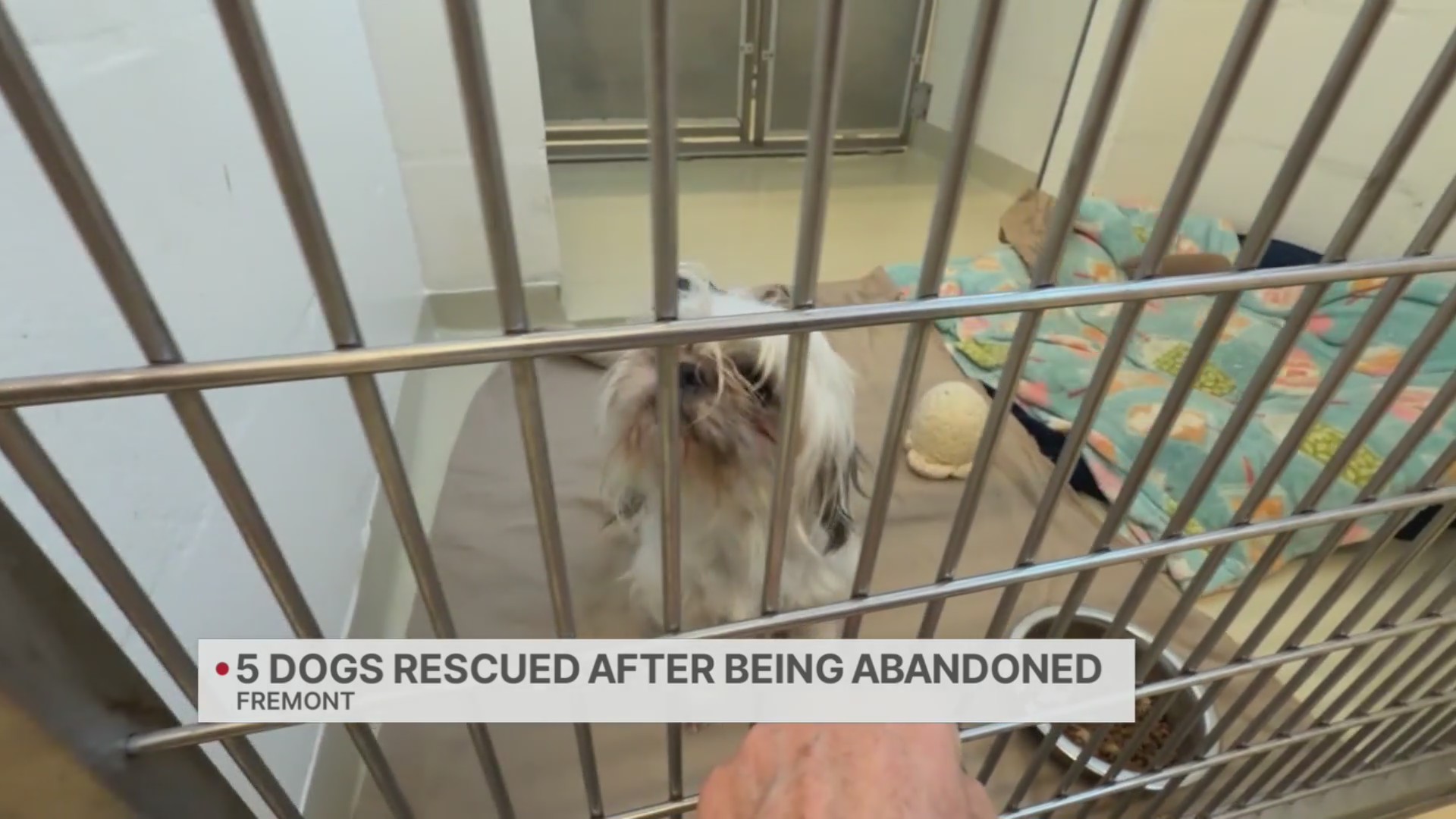 5 dogs rescued after being abandoned in Fremont – KRON4