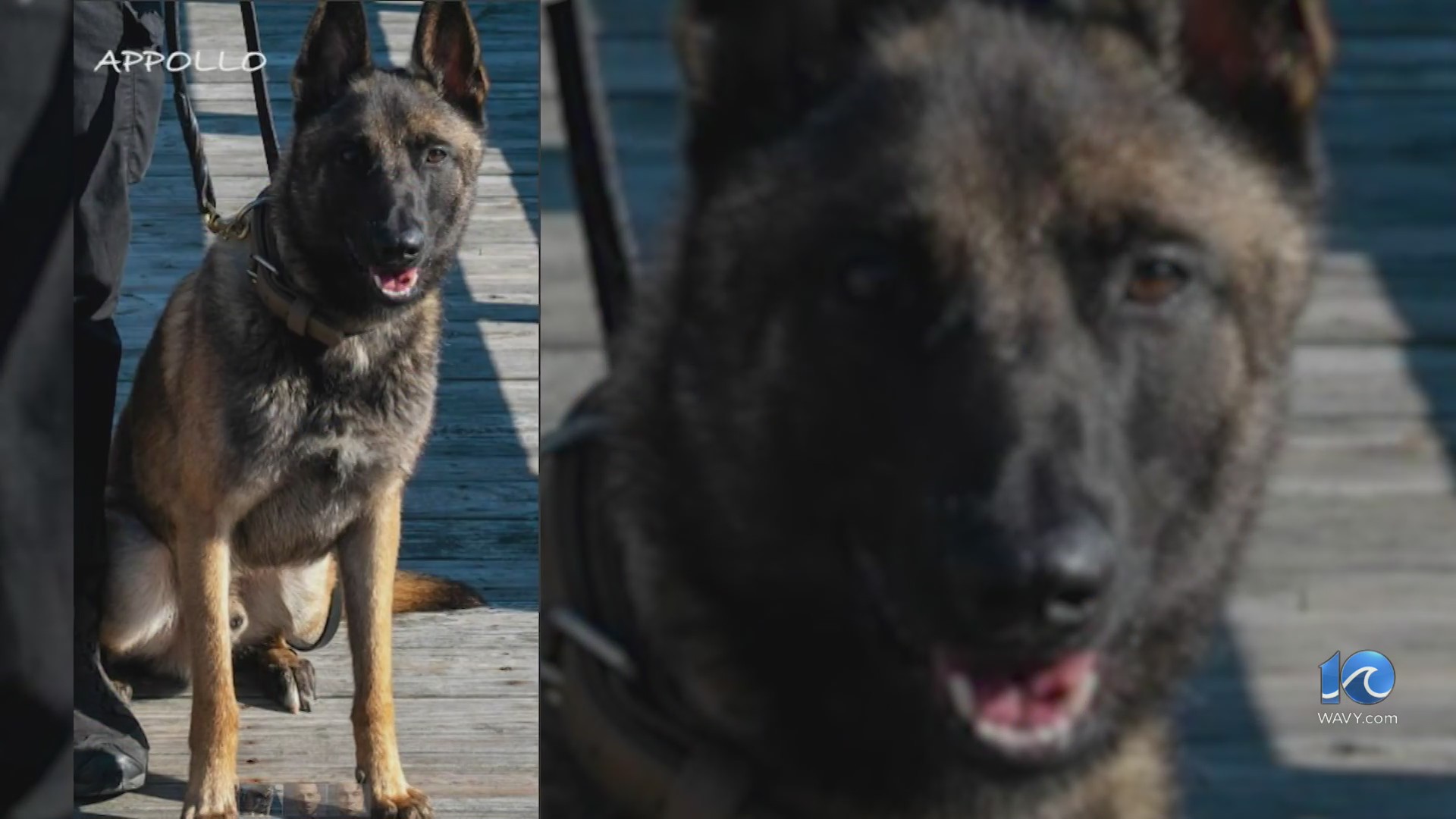 The Currituck County Sheriff’s Office announces death of a K9 named ...