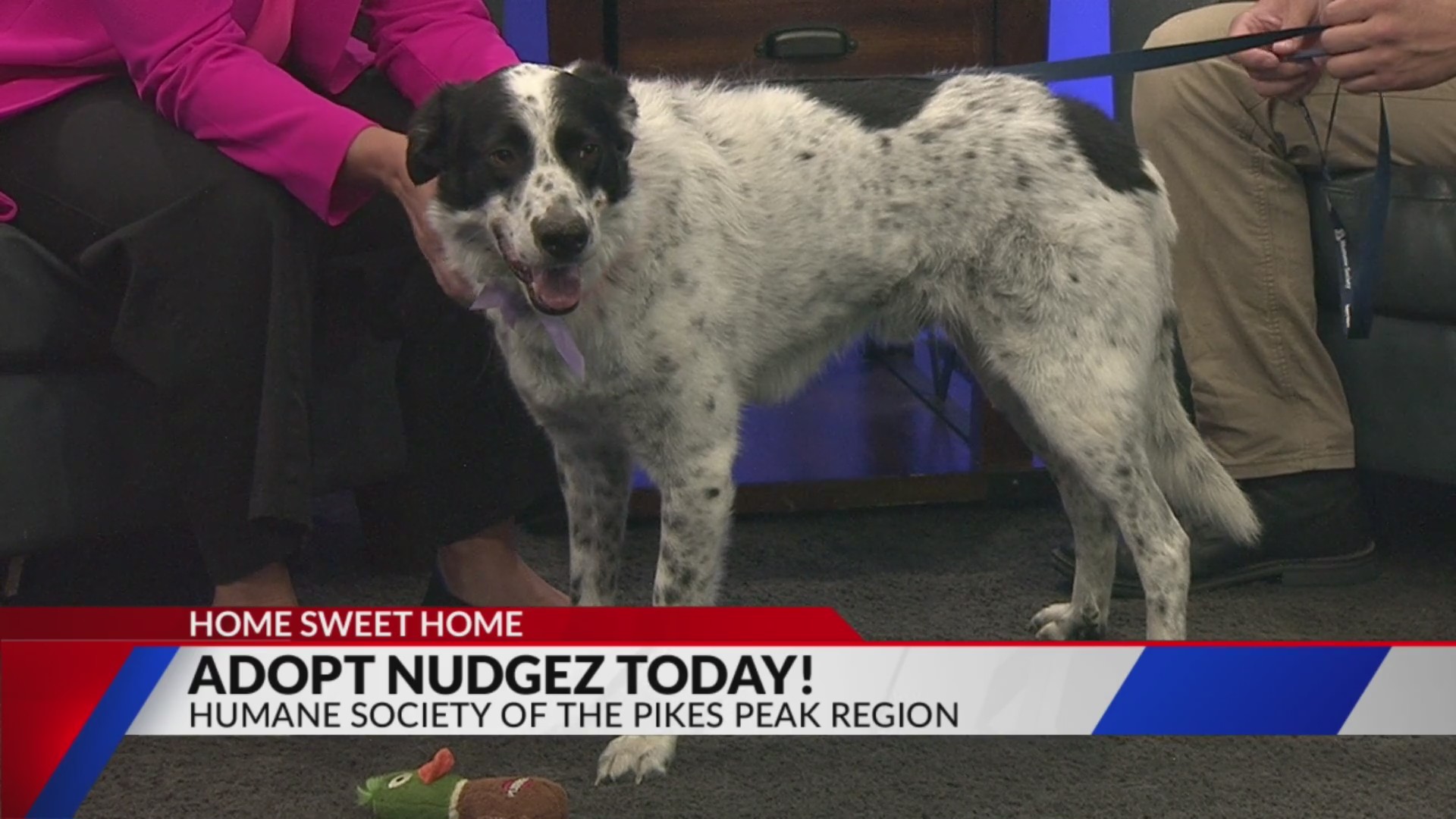 Home Sweet Home: Meet Nudgez – FOX21 News Colorado