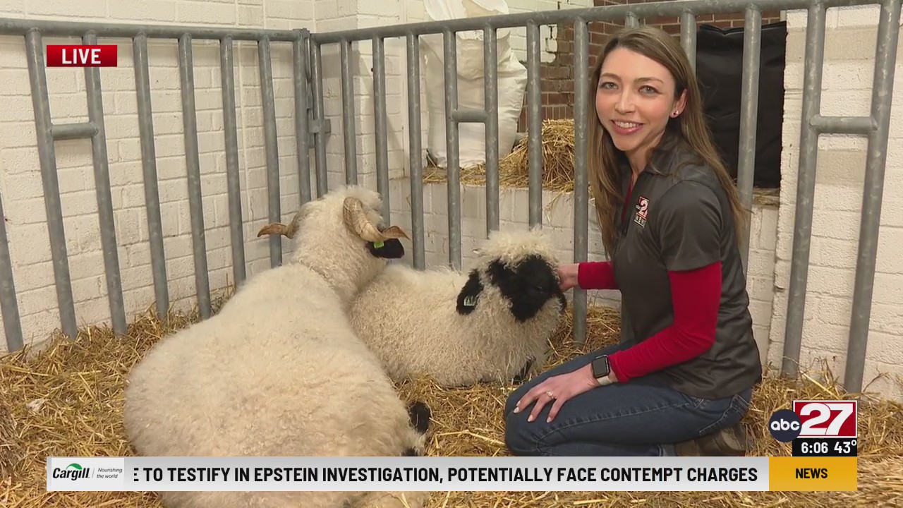 Sheep snuggles debut at the PA Farm Show – ABC27