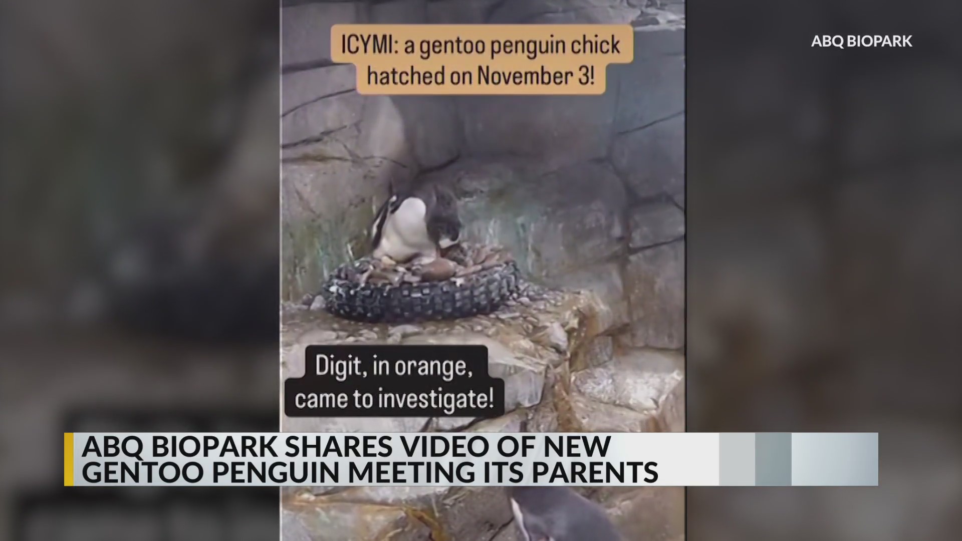 ABQ BioPark shares video of new Gentoo penguin meeting its parents ...