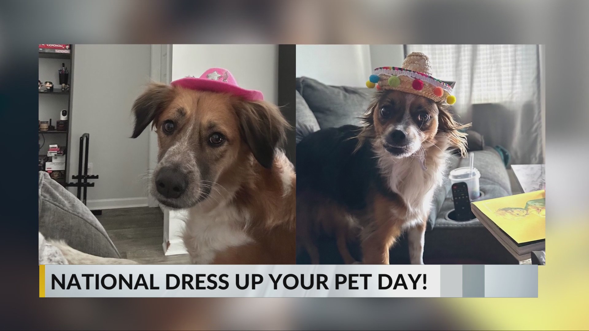 News13’s crew shows off their pets for National Dress Up Your Pet Day ...