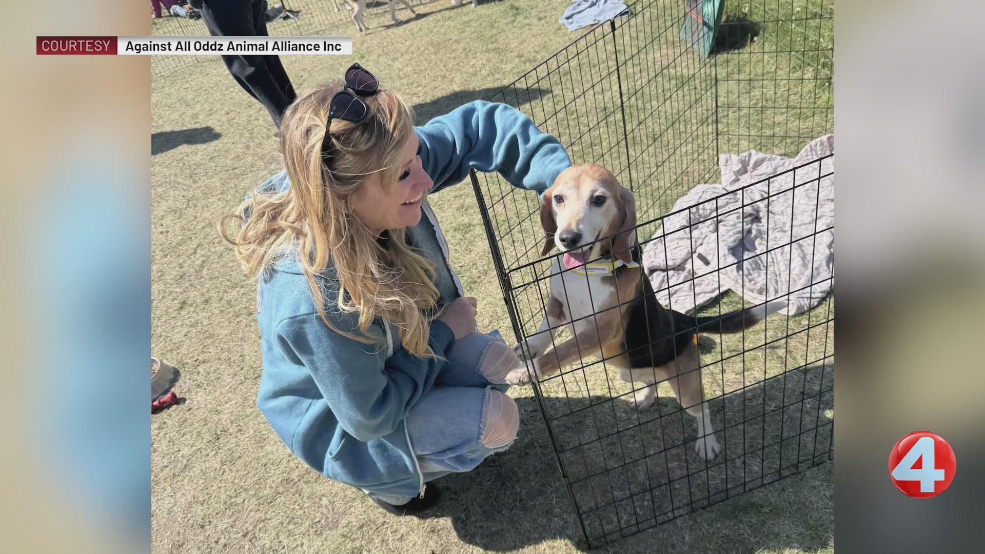 Beagles rescued from Ridglan Farms heading to WNY – News 4 Buffalo