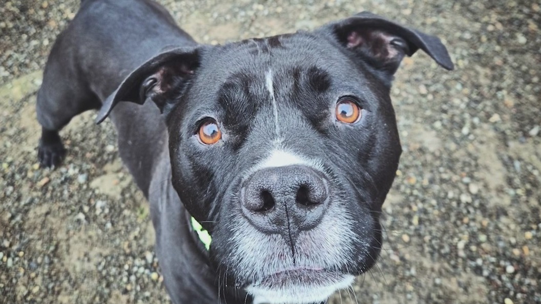 Second Chance Pets: Meet Griffey – KOIN.com