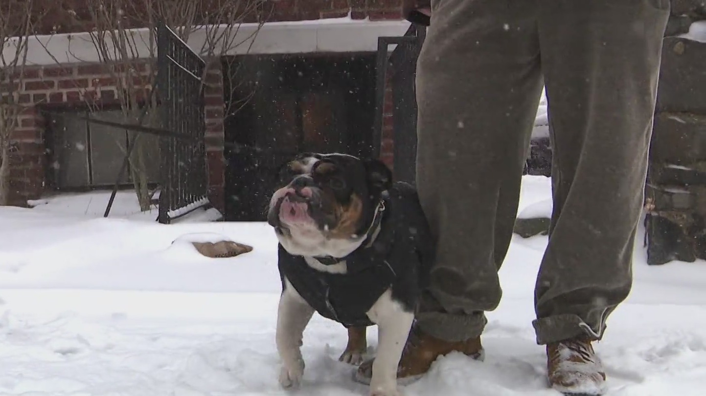Safety tips for your pets during extreme cold – PIX11