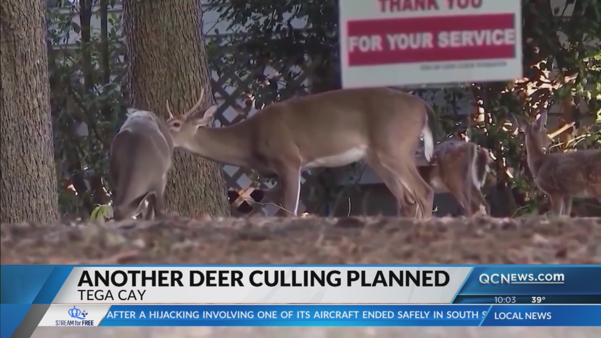Tega Cay leaders approve another round of deer culling – Queen City News