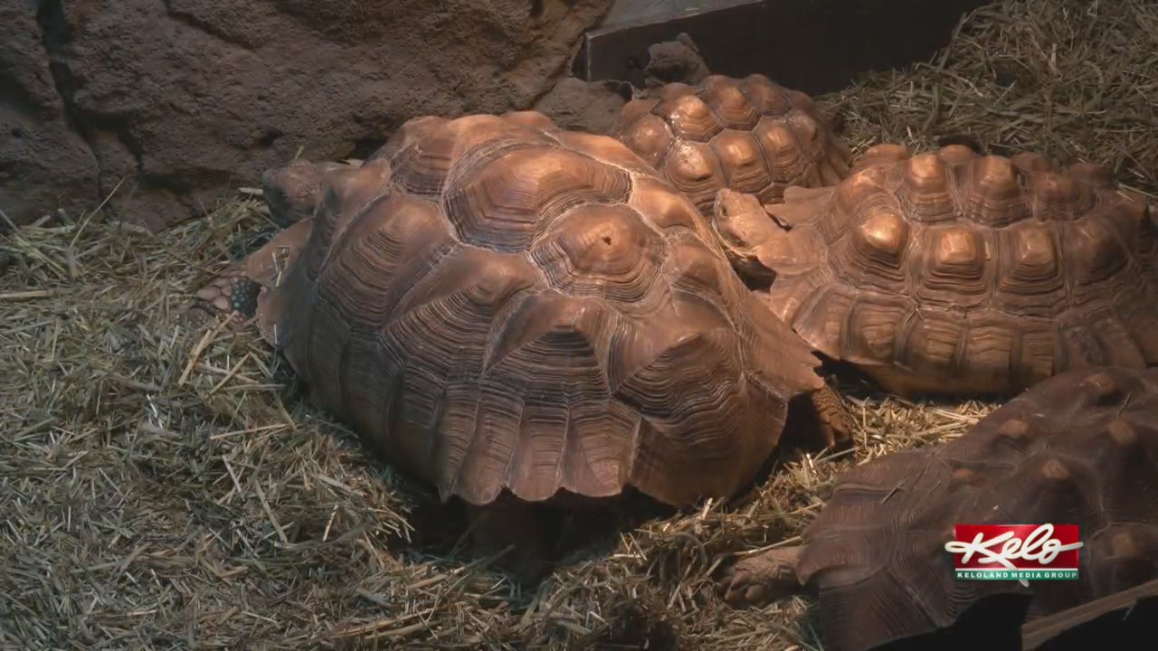 Cold-blooded in the cold of winter – KELOLAND.com