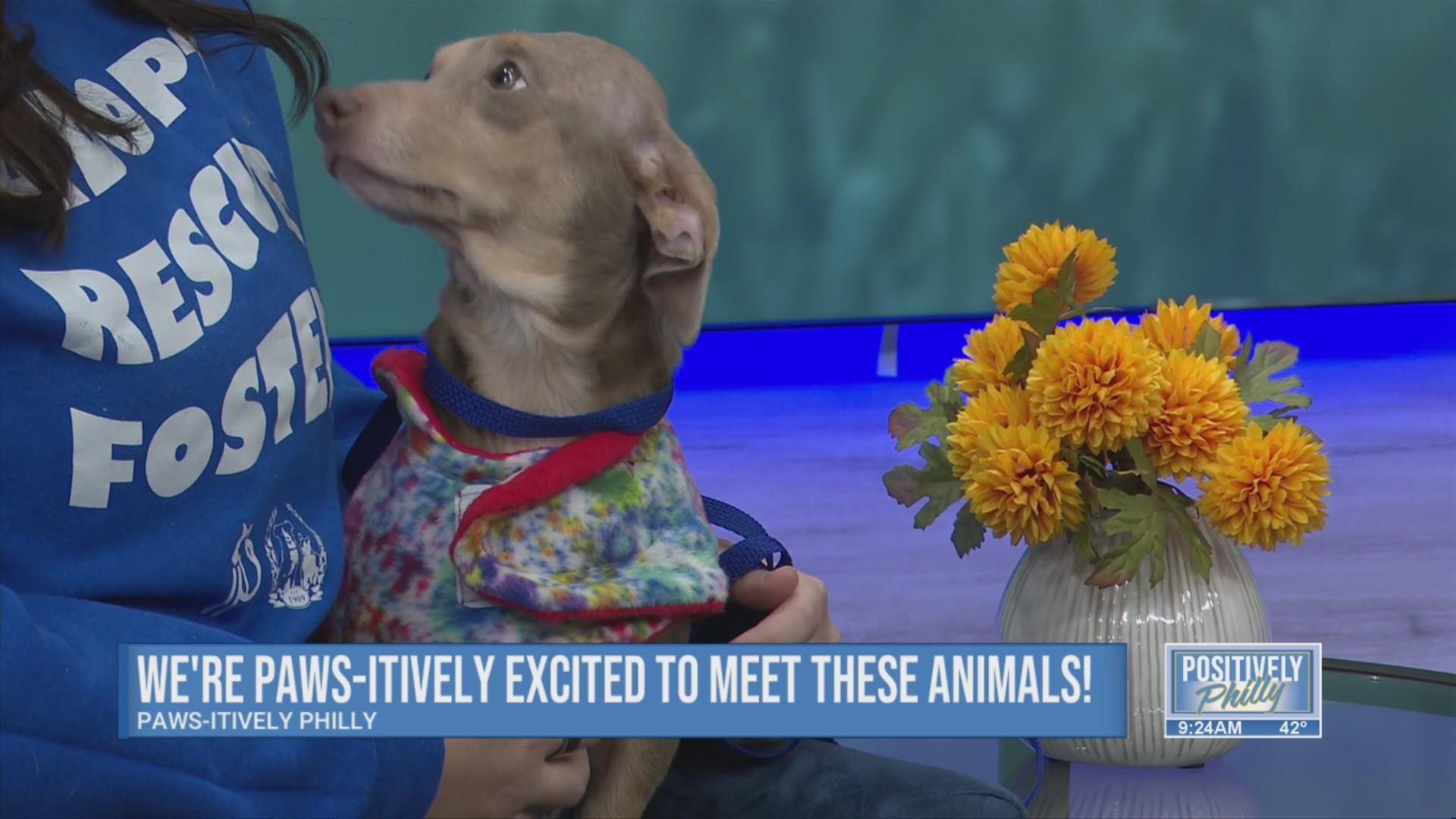Meet Blue Belle! | Paws-itively Philly – PHL17.com