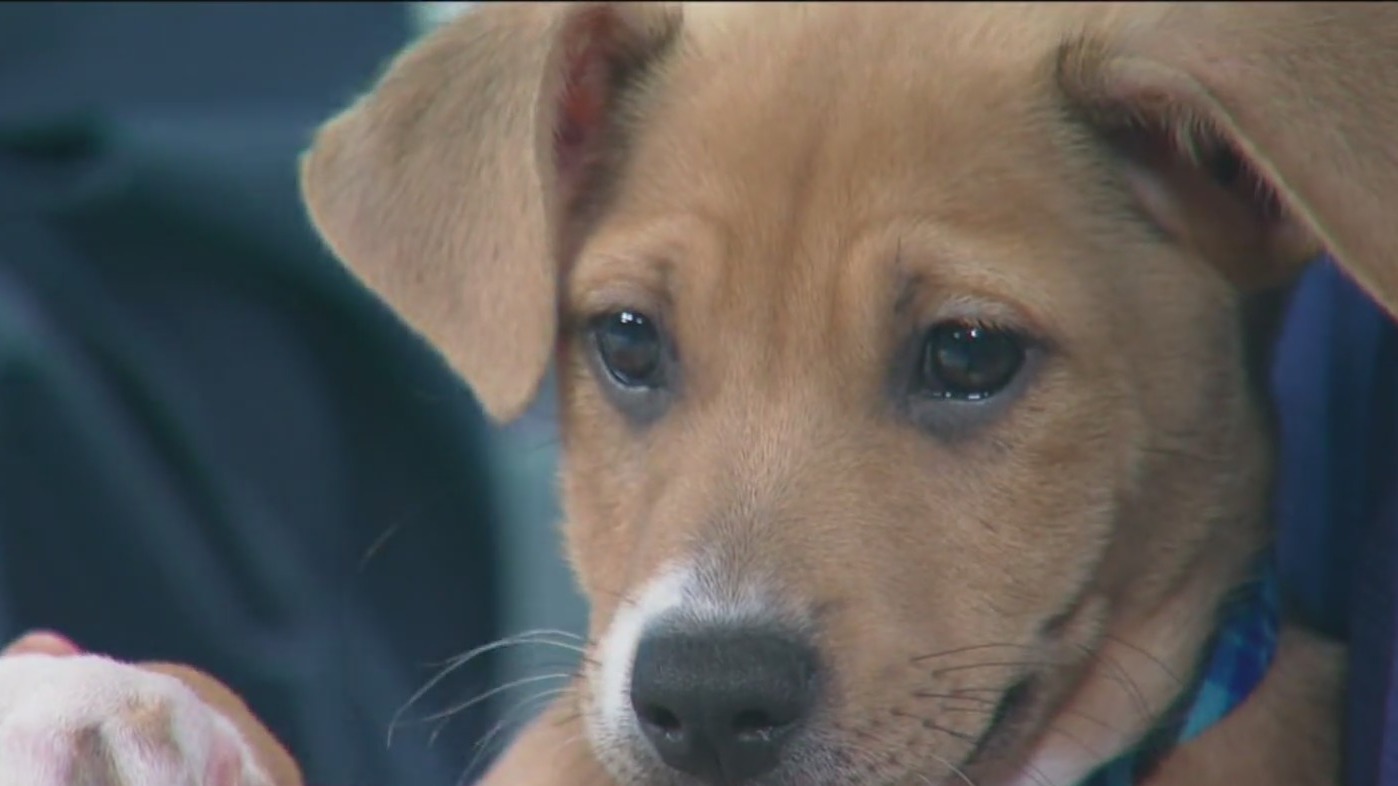 Helen Woodward Animal Center sending puppies to the Puppy Bowl – FOX 5 ...