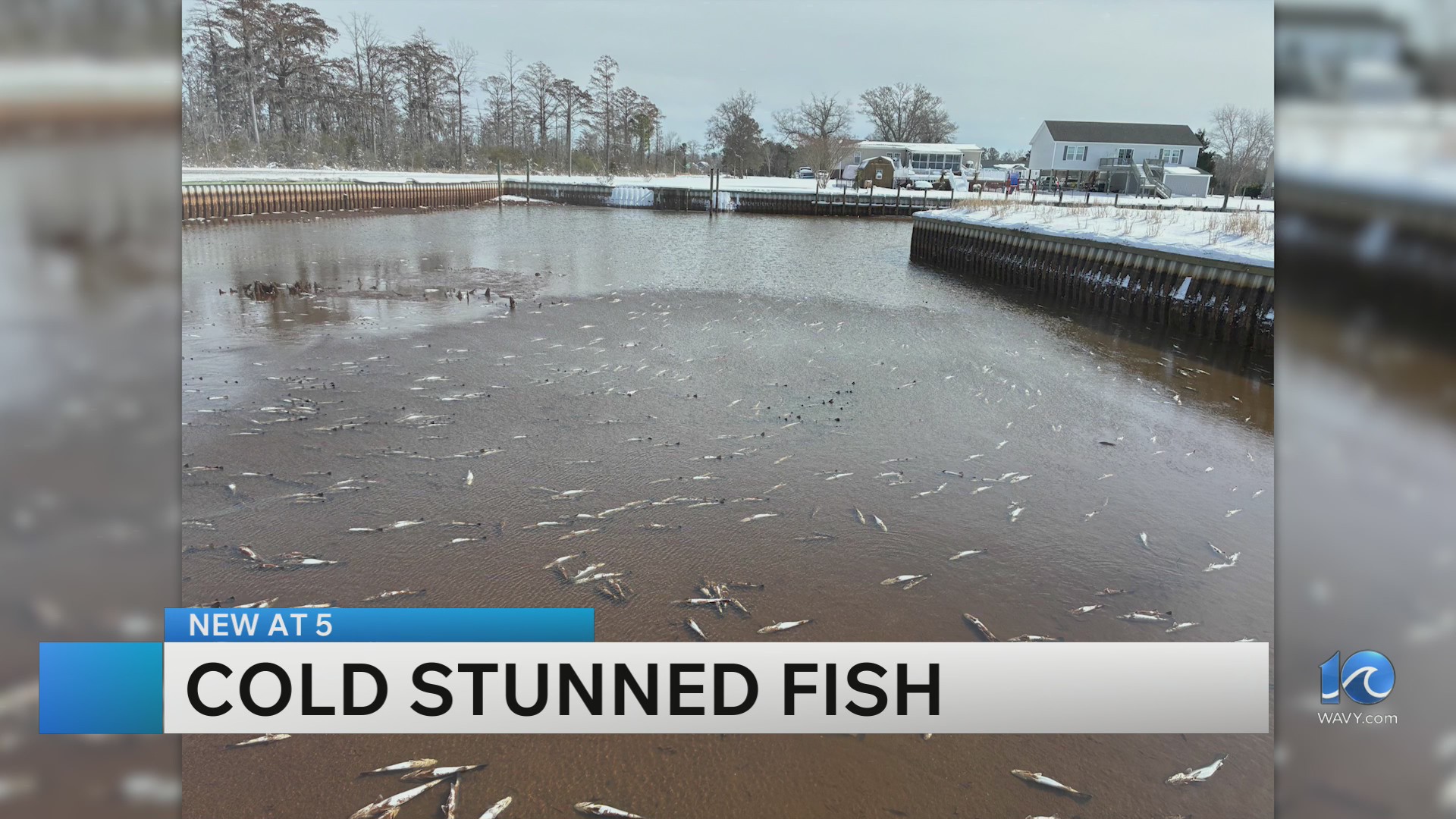 Cold stunned fish – WAVY.com