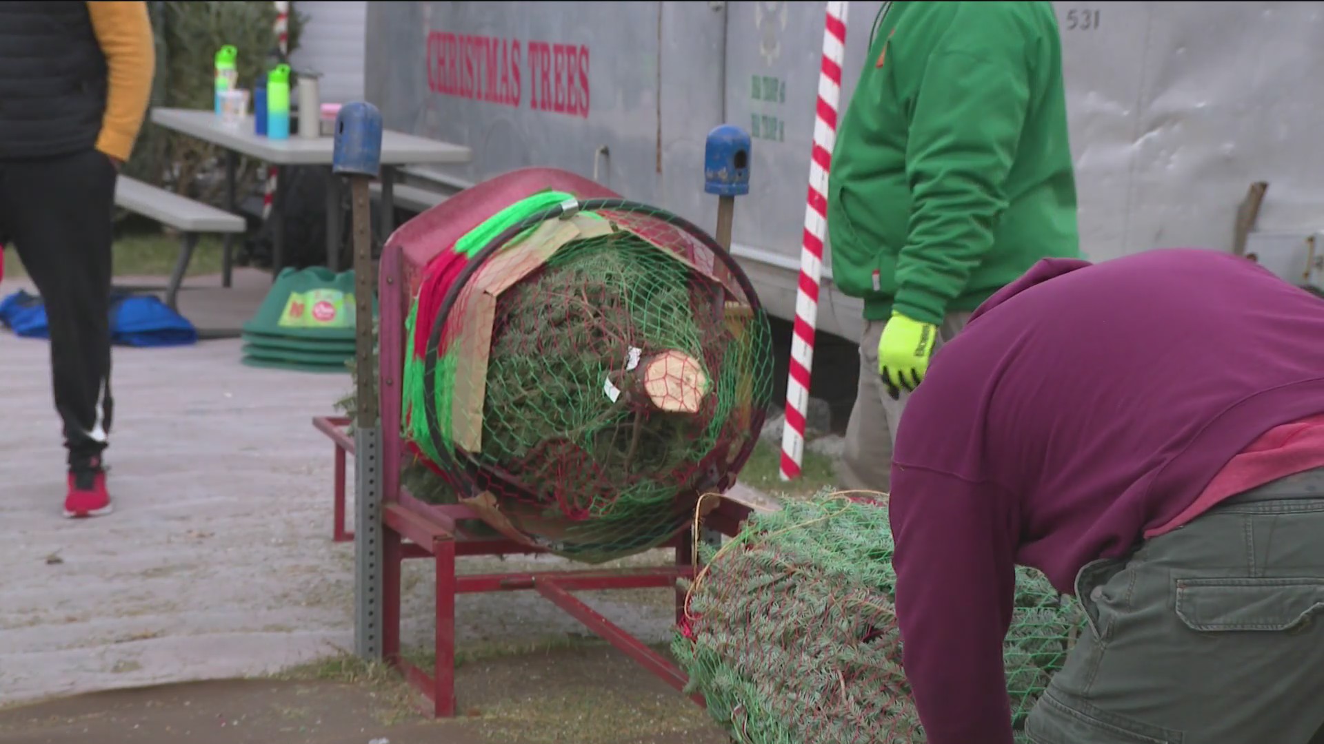 Scouts-run Christmas tree lot picks up Friday after Thanksgiving ...