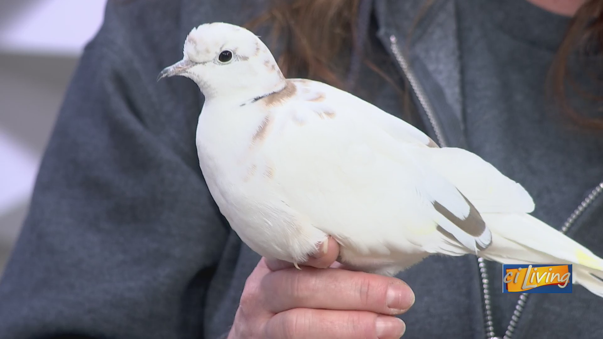 Meet Tulip the Ring-Necked Dove | Scovill Zoo – WCIA.com