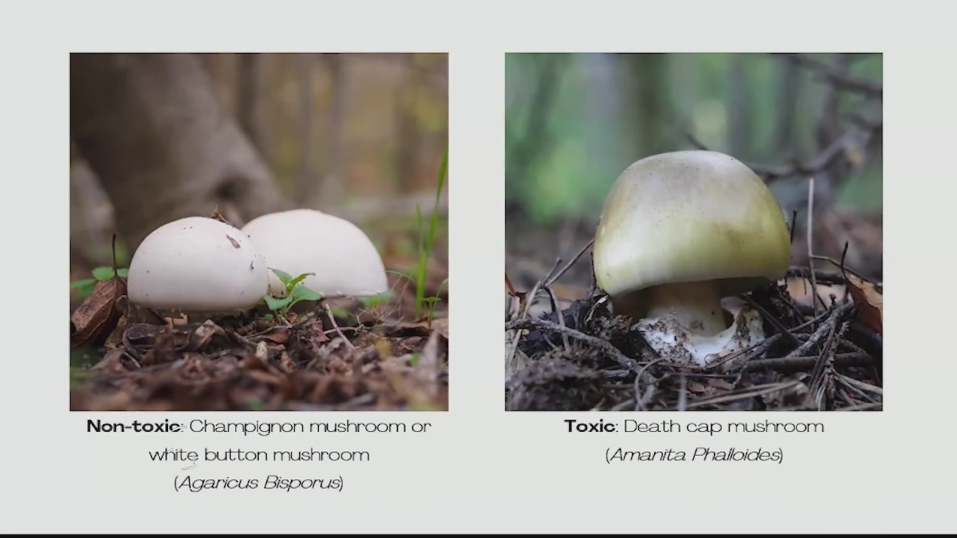 Officials warn of dangers of eating poisonous mushrooms – WIVT – News 34