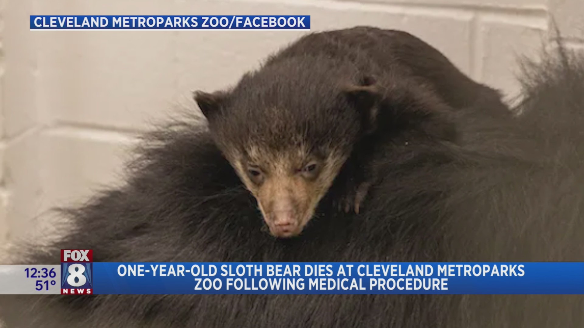 1-year-old sloth bear dies – Fox 8 Cleveland WJW