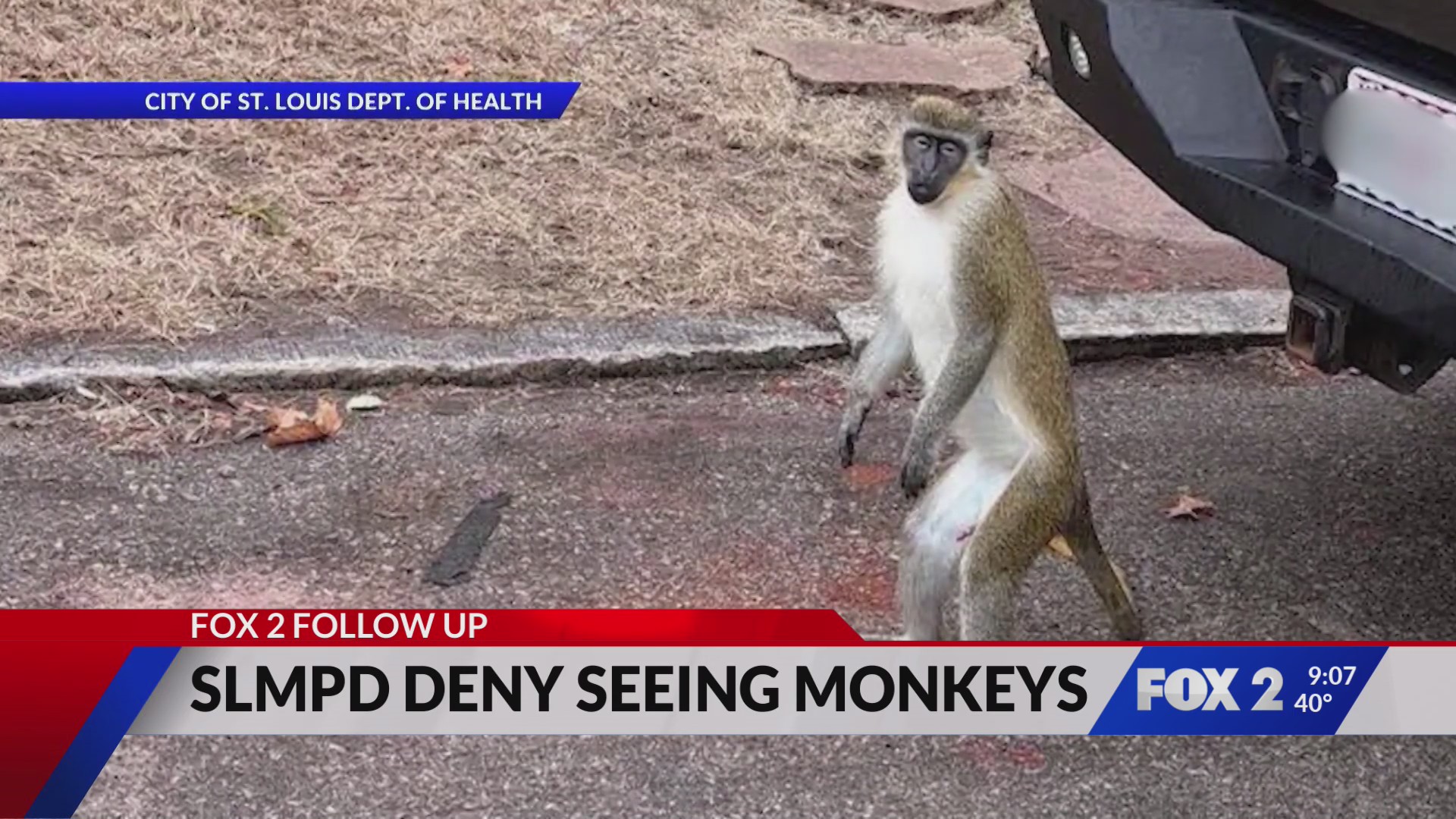St. Louis police say ‘no evidence’ any officer ever spotted monkeys – FOX 2