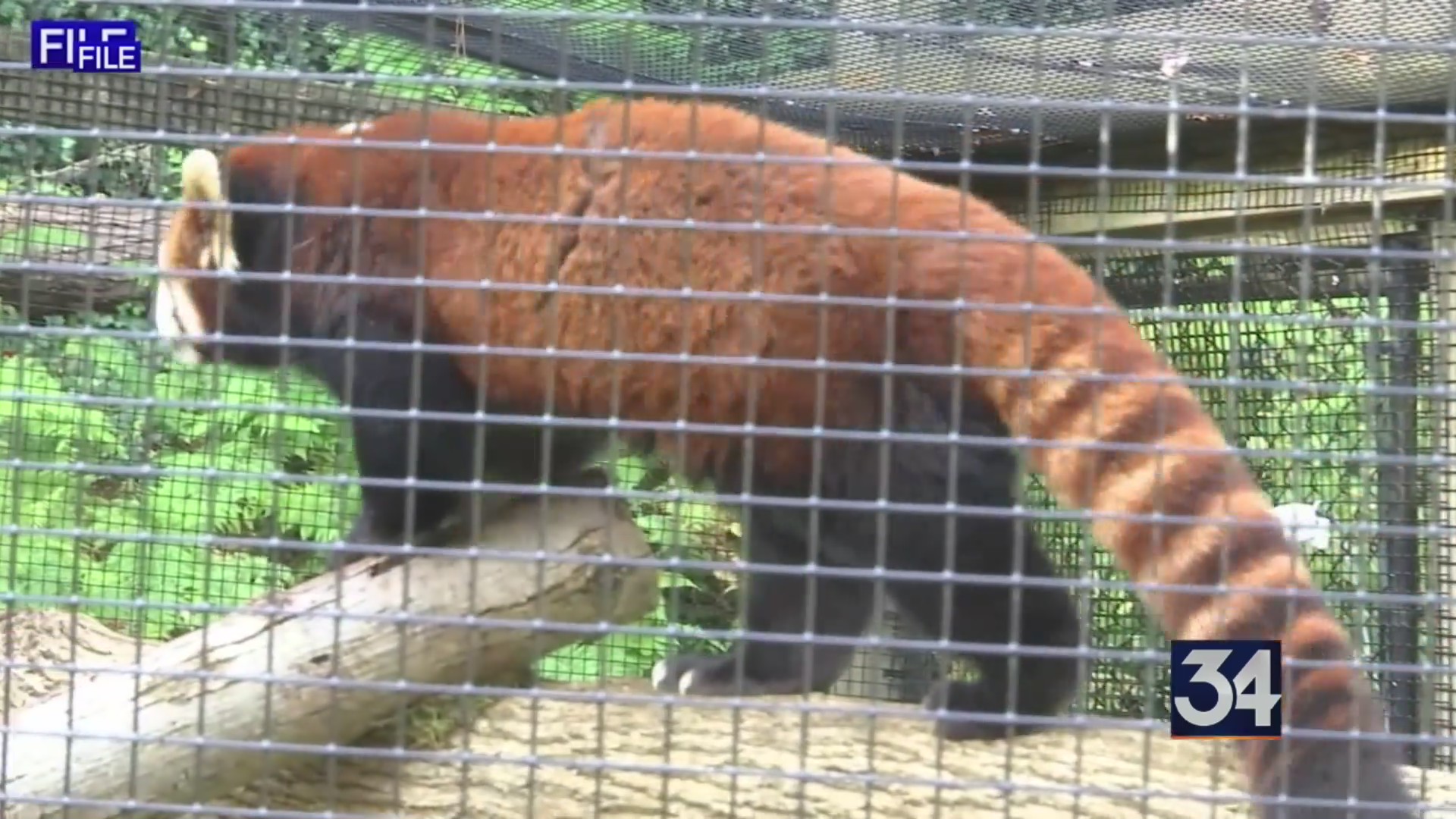 Ross Park Zoo looks forward to year of projects – WIVT – News 34