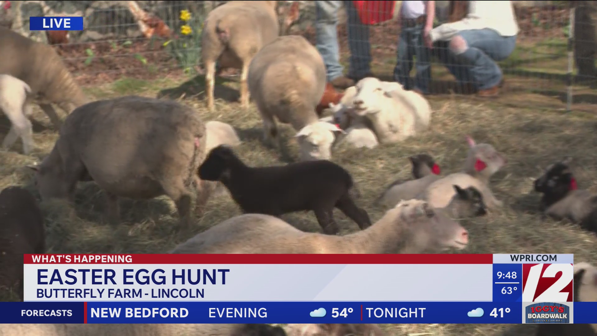 What’s Happening: Butterfly Farm Easter Egg Hunt – WPRI.com