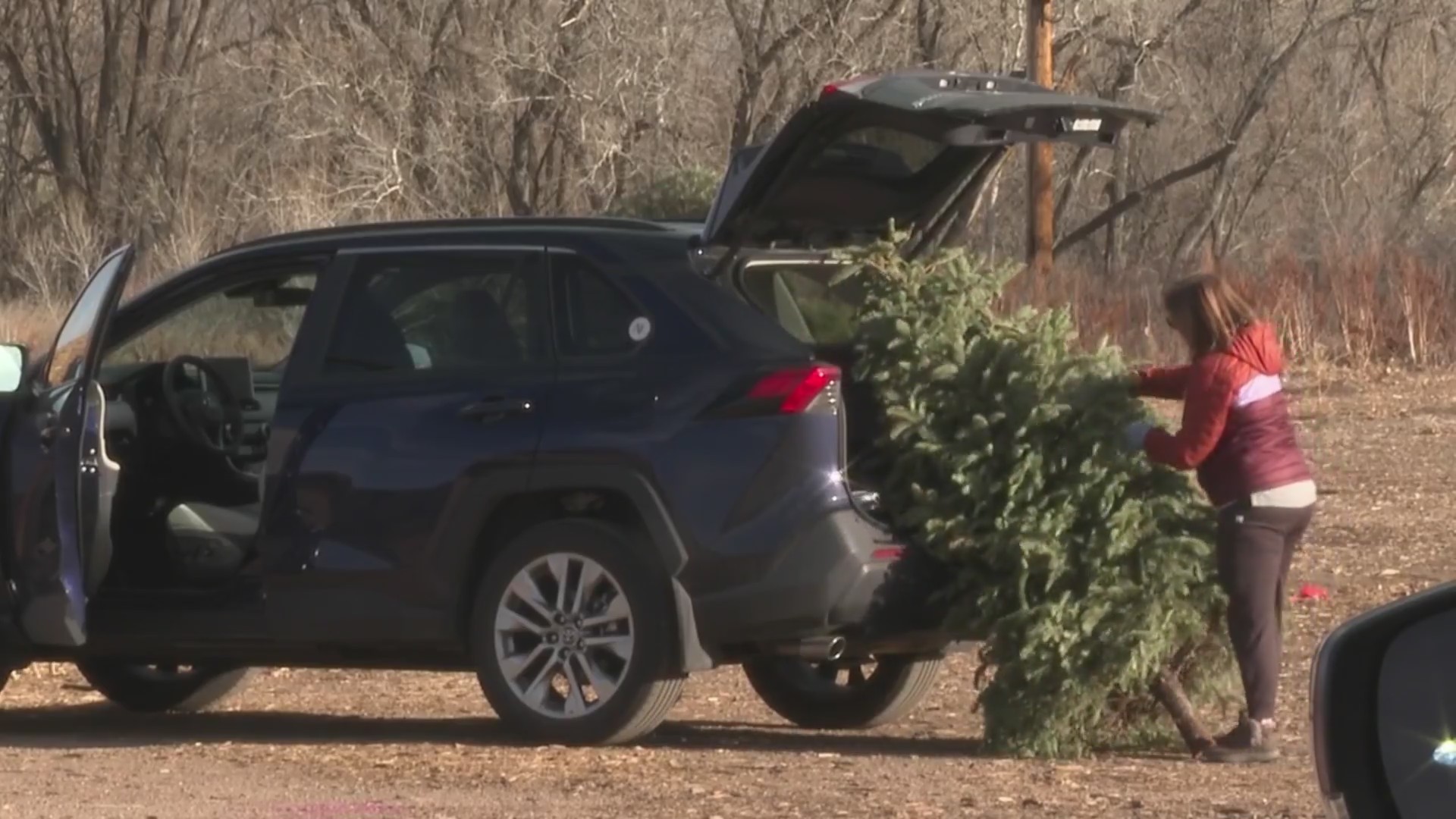 Christmas trees get second life with post-holiday recycling – FOX31 Denver