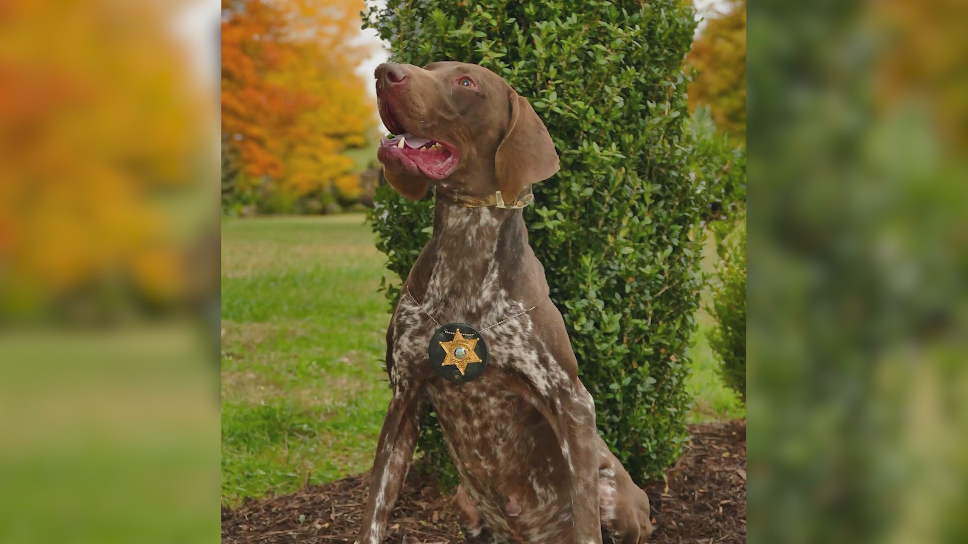 Summers County Sheriff addresses public after announcing K-9 officer’s ...