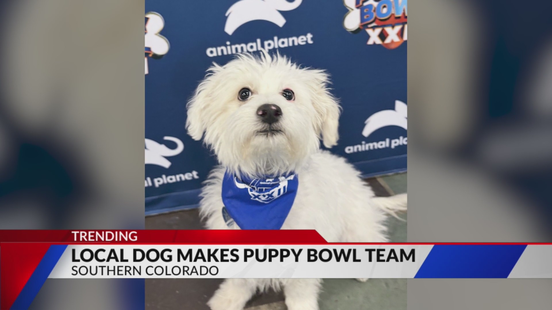 HSPPR pup to take the field at Puppy Bowl – FOX21 News Colorado