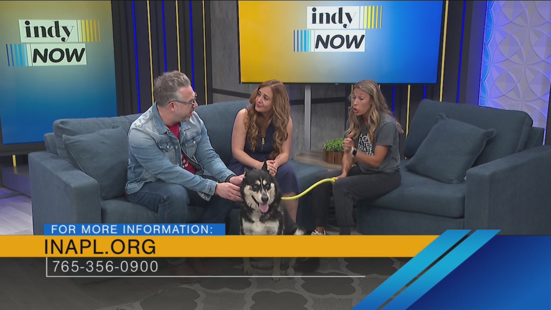 Animal Protection League: Meet an Adoptable Dog Named Mia – Fox 59