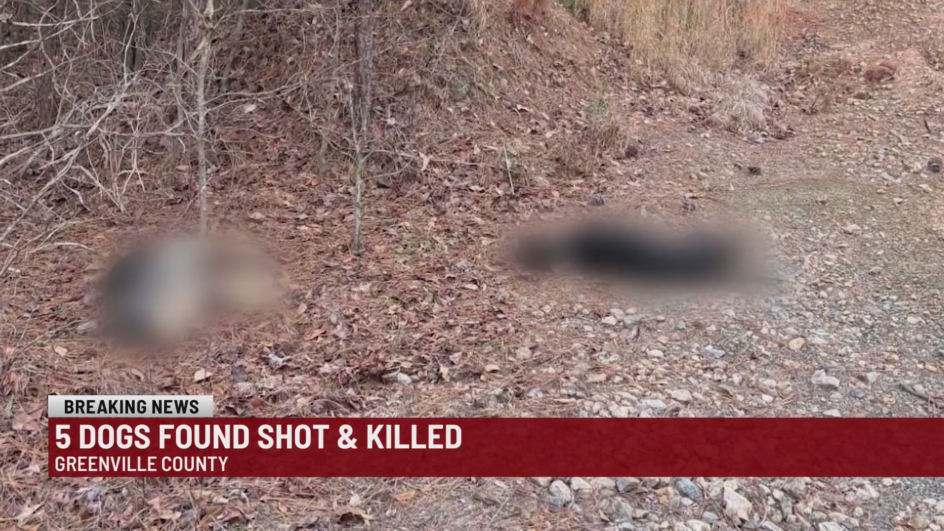 5 dogs found shot to death along Greenville Co. roads – WSPA 7NEWS