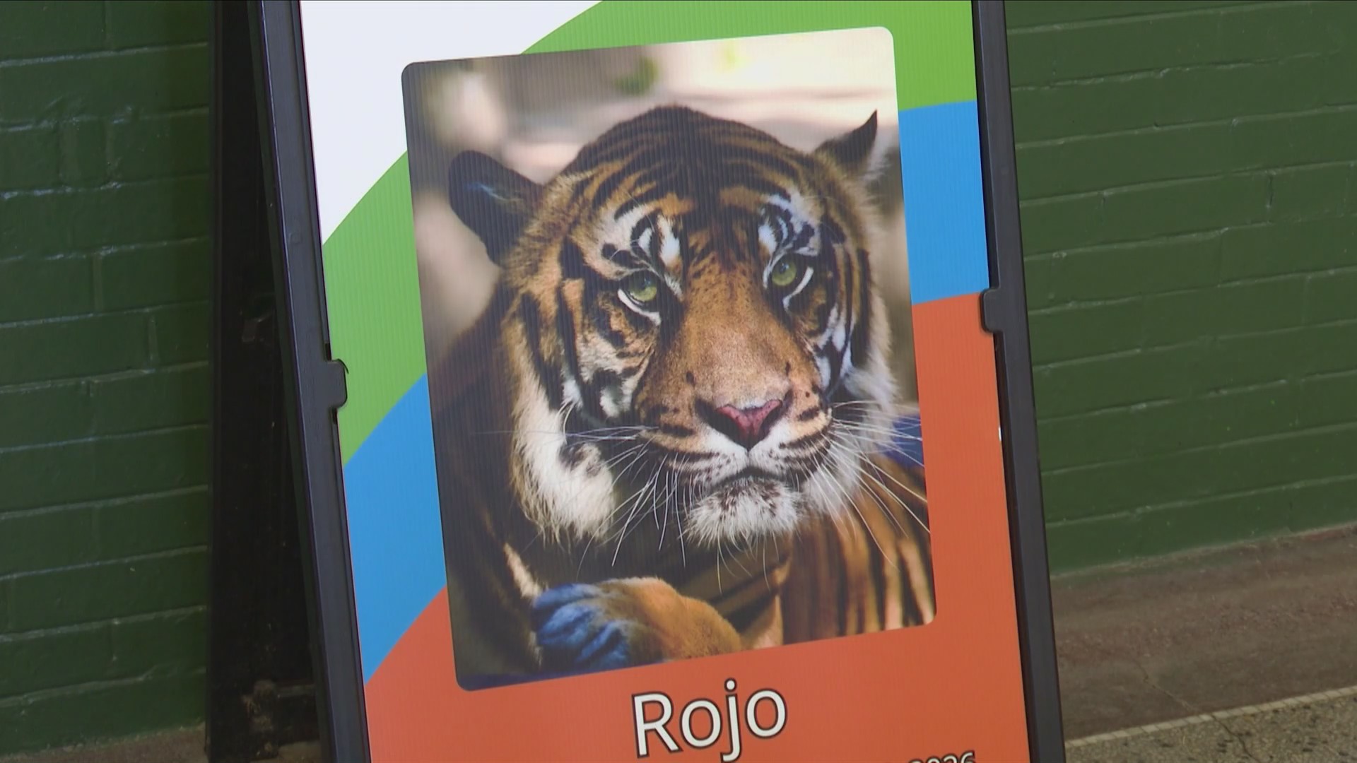 Miller Park Zoo mourns loss of Sumatran tiger Rojo at age 19 – CIProud.com