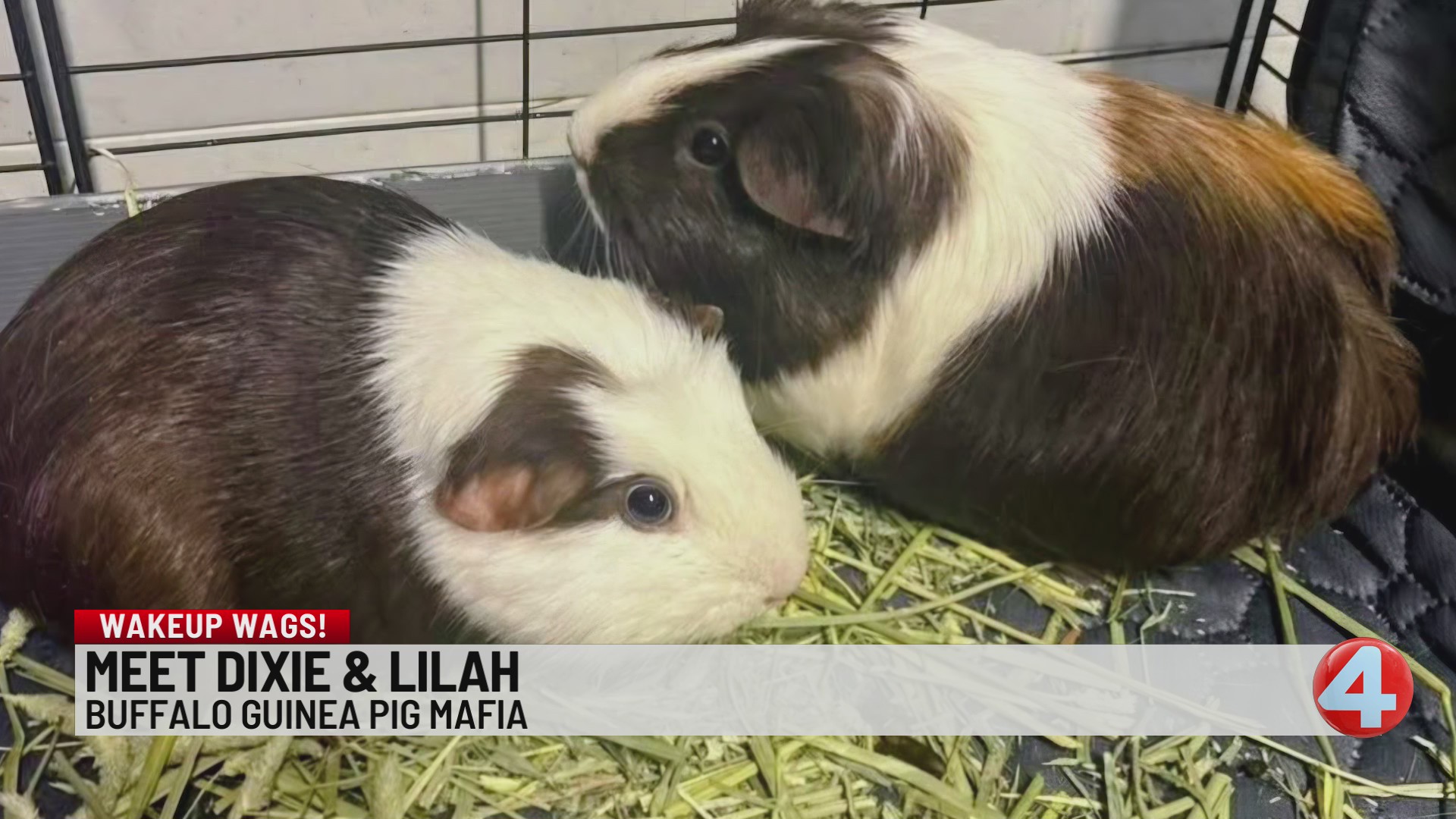 Wake Up! Wags: Dixie and Lilah from Buffalo Guinea Pig Mafia – News 4 ...