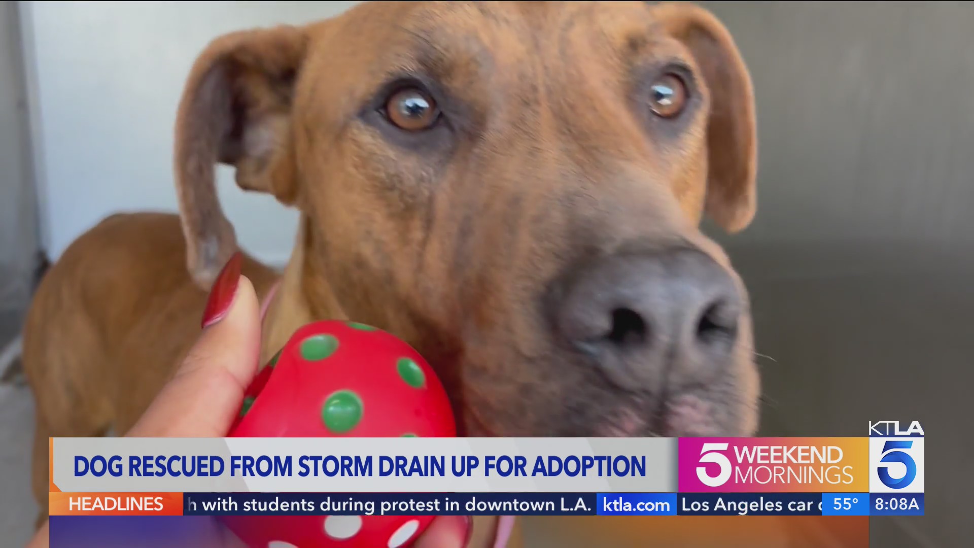Dog saved from storm drain up for adoption – KTLA