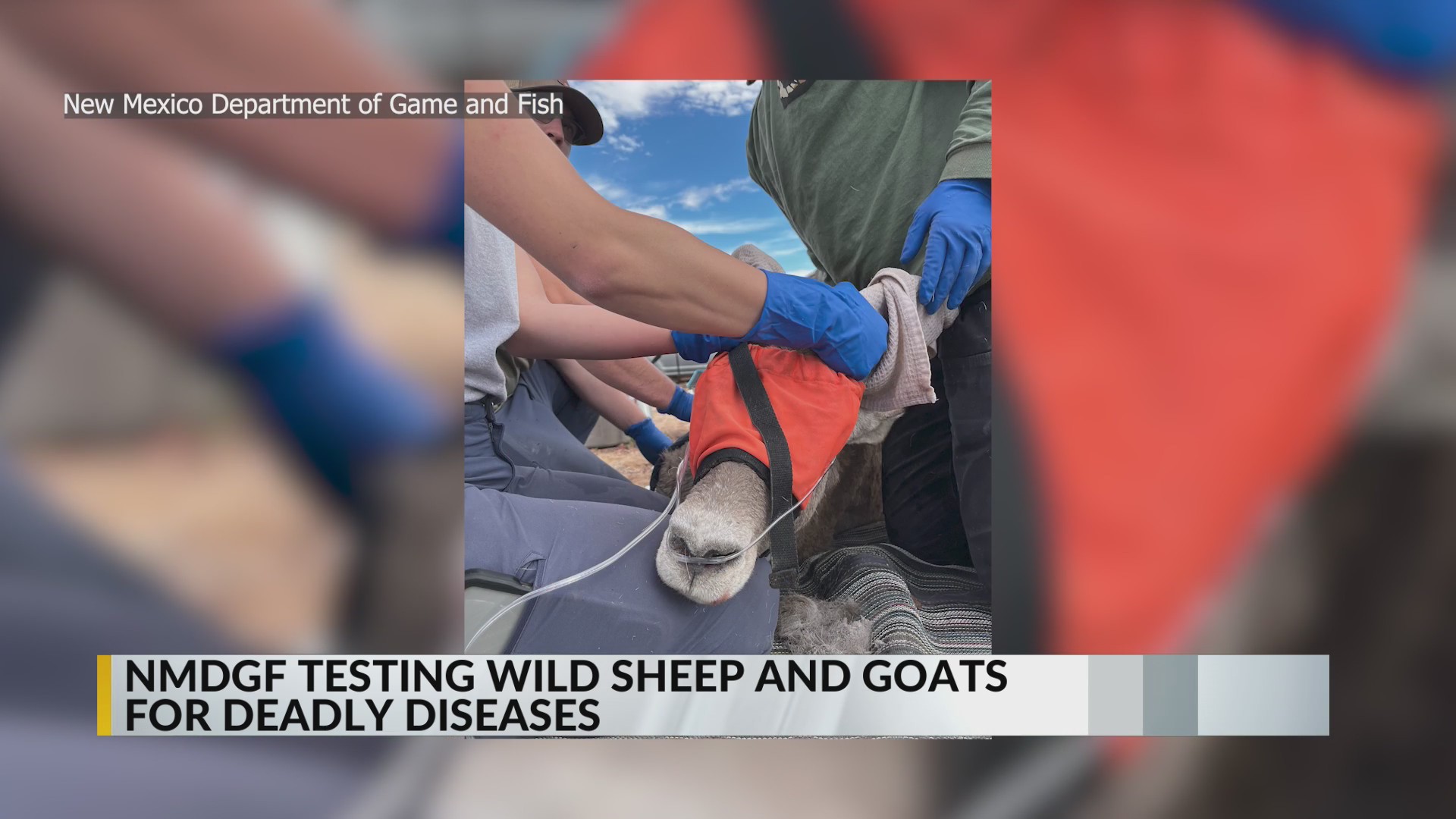 NM Game and Fish give bighorn sheep update – KRQE NEWS 13 – Breaking ...