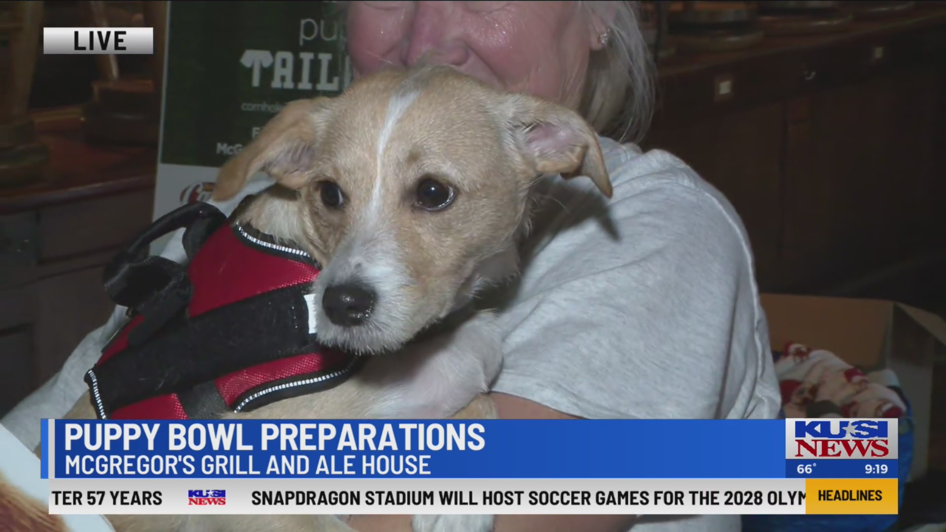 Puppy Bowl watch party taking place at McGregors – FOX 5 San Diego ...