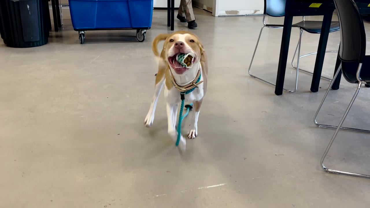 4Ever Home: Gigi – NBC4 WCMH-TV